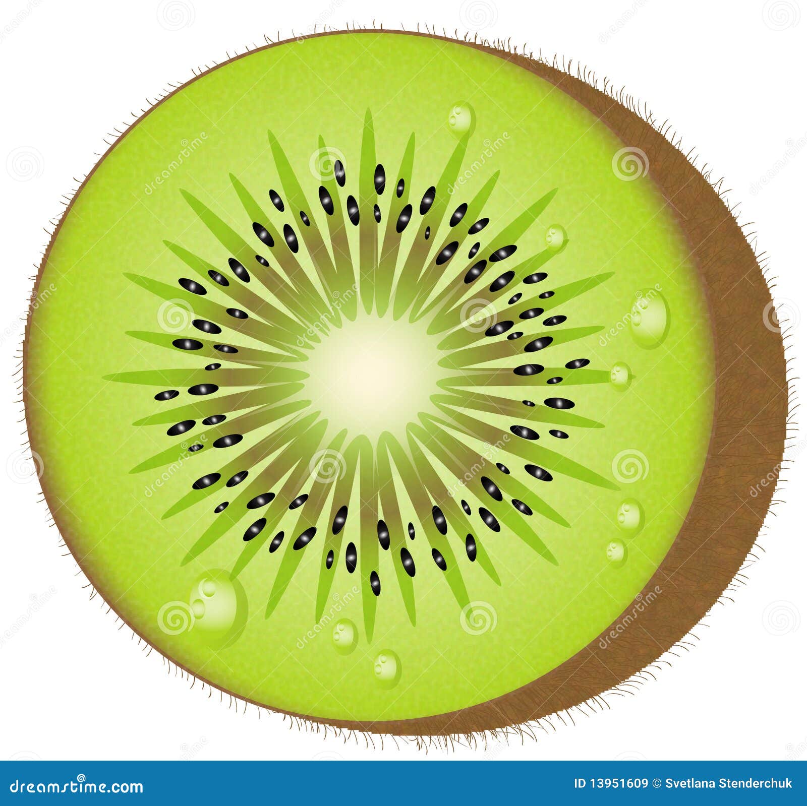 Kiwi Fruit - Vector stock vector. Illustration of fruit - 13951609