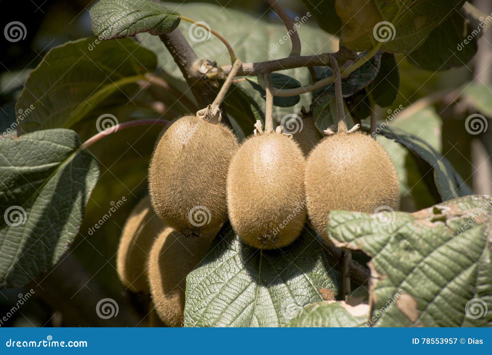 Kiwi fruits on the branch. stock image. Image of food - 78553957