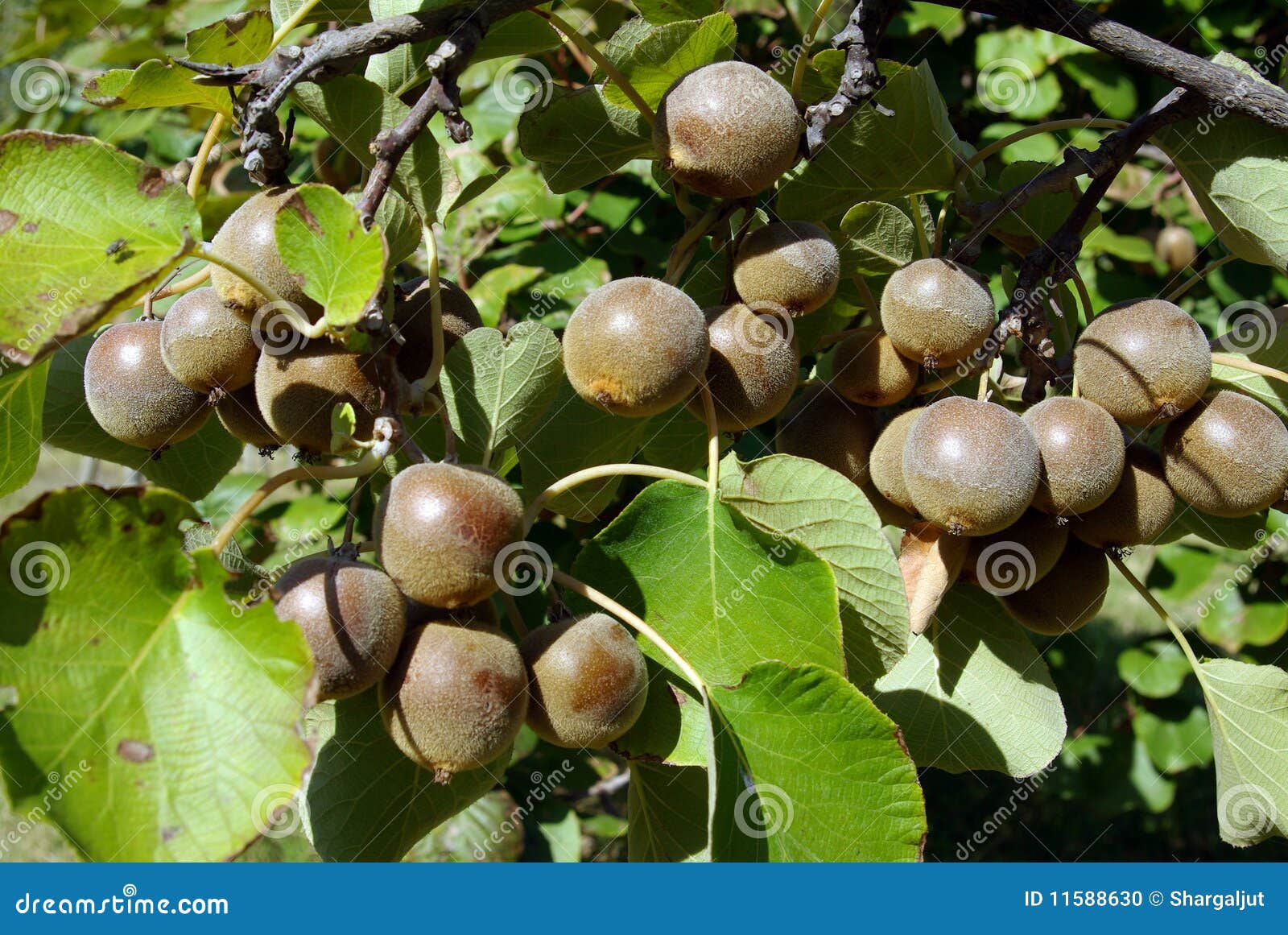 Kiwi fruits on plantation stock photo. Image of nature - 11588630