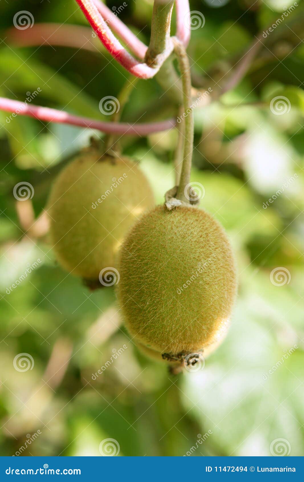 Kiwi Fruits in the Tree Macro Detail Stock Photo - Image of closeup ...