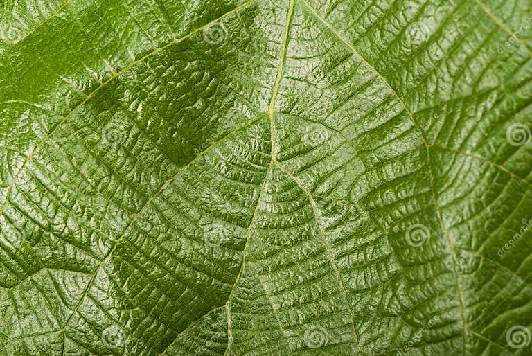 Kiwi leaf stock photo. Image of background, pattern, vein - 26656710