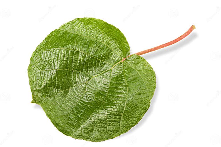 Kiwi leaf stock photo. Image of veins, green, freshness - 27263436