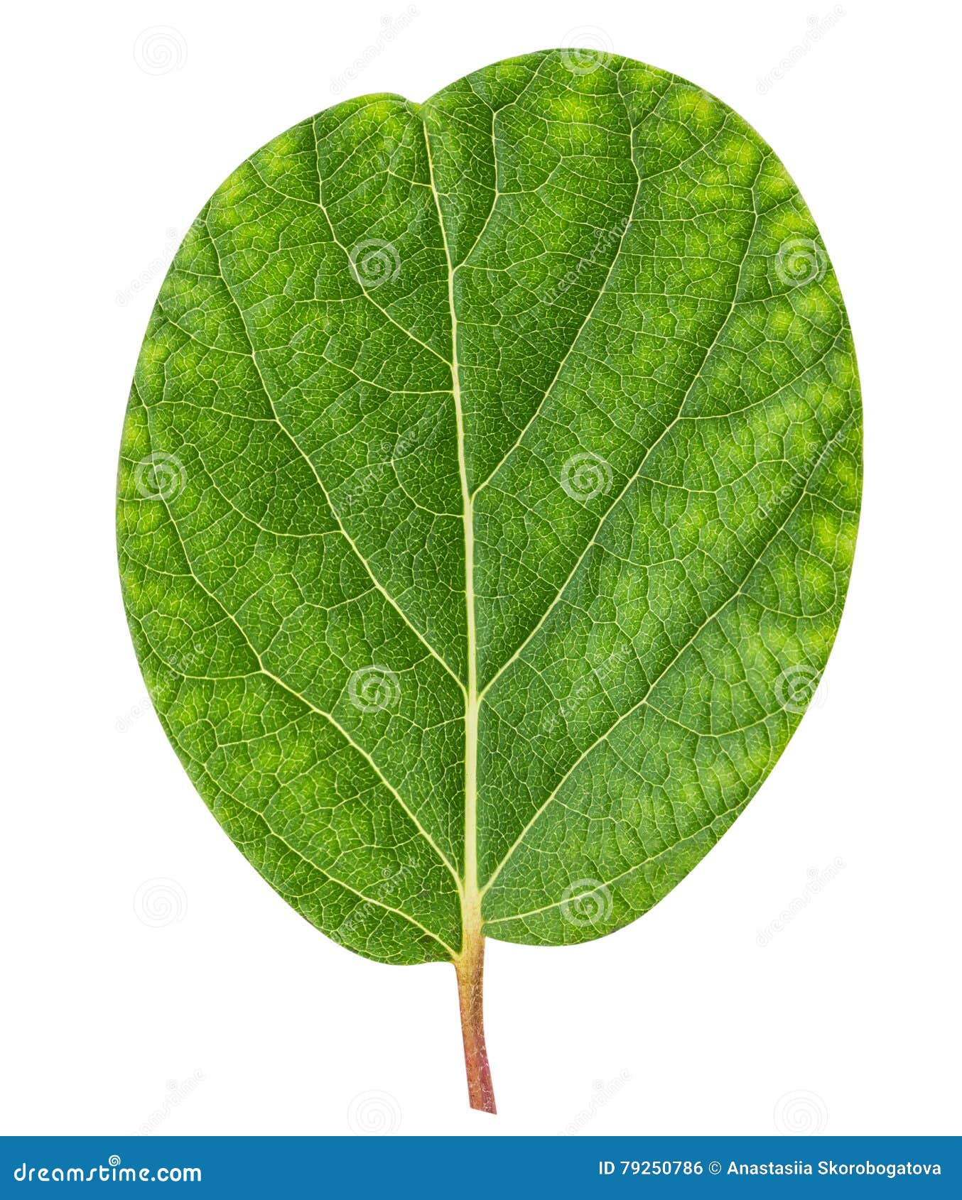 Kiwi Leaf Isolated on White Background Stock Photo - Image of texture ...