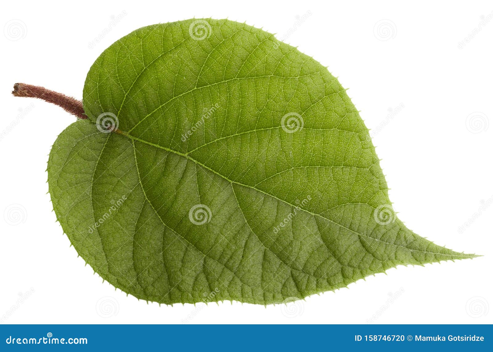 Kiwi Leaf Isolated on White Background Stock Photo - Image of flora ...