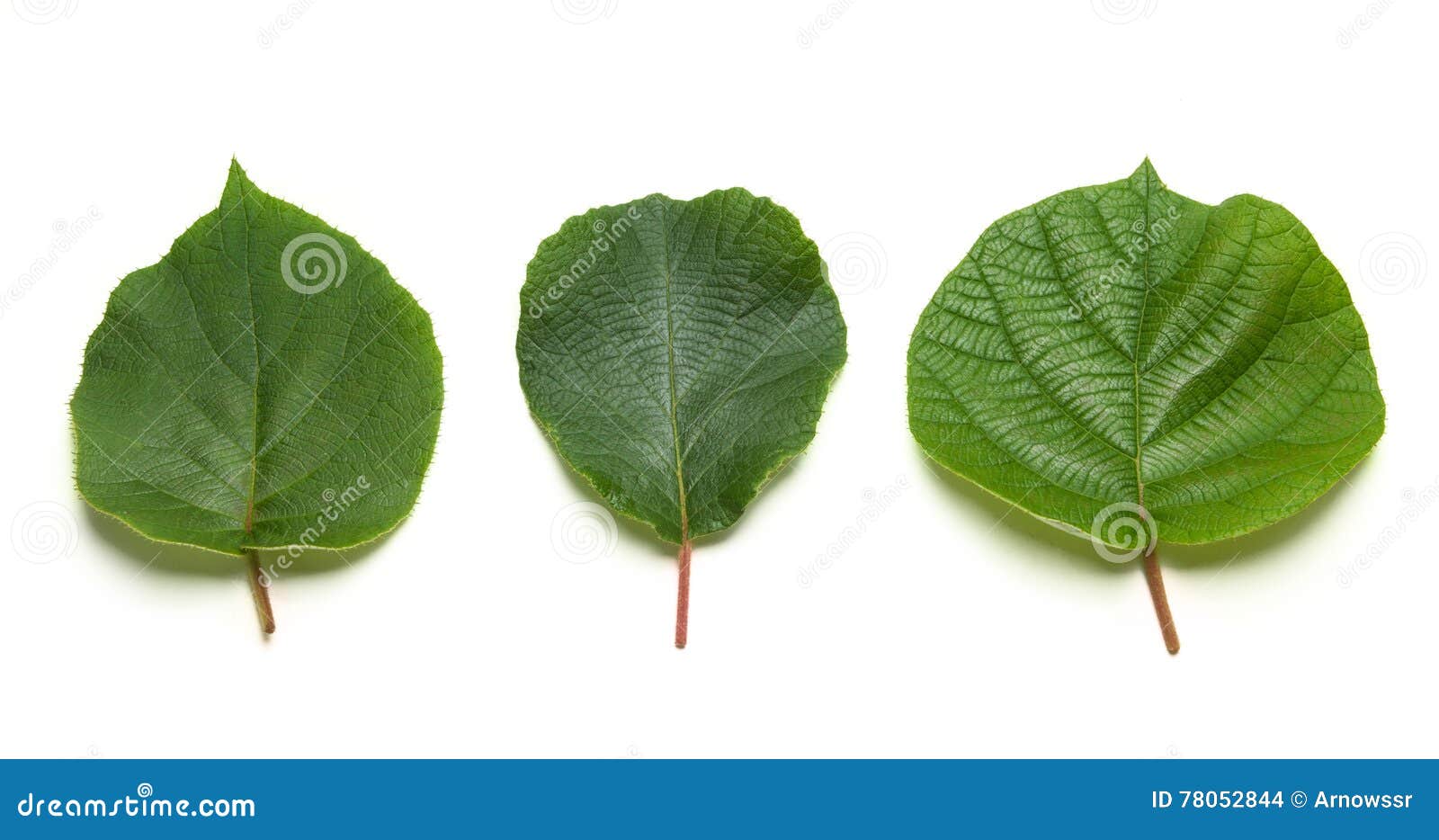 Kiwi leaves stock photo. Image of texture, leaf, green - 78052844