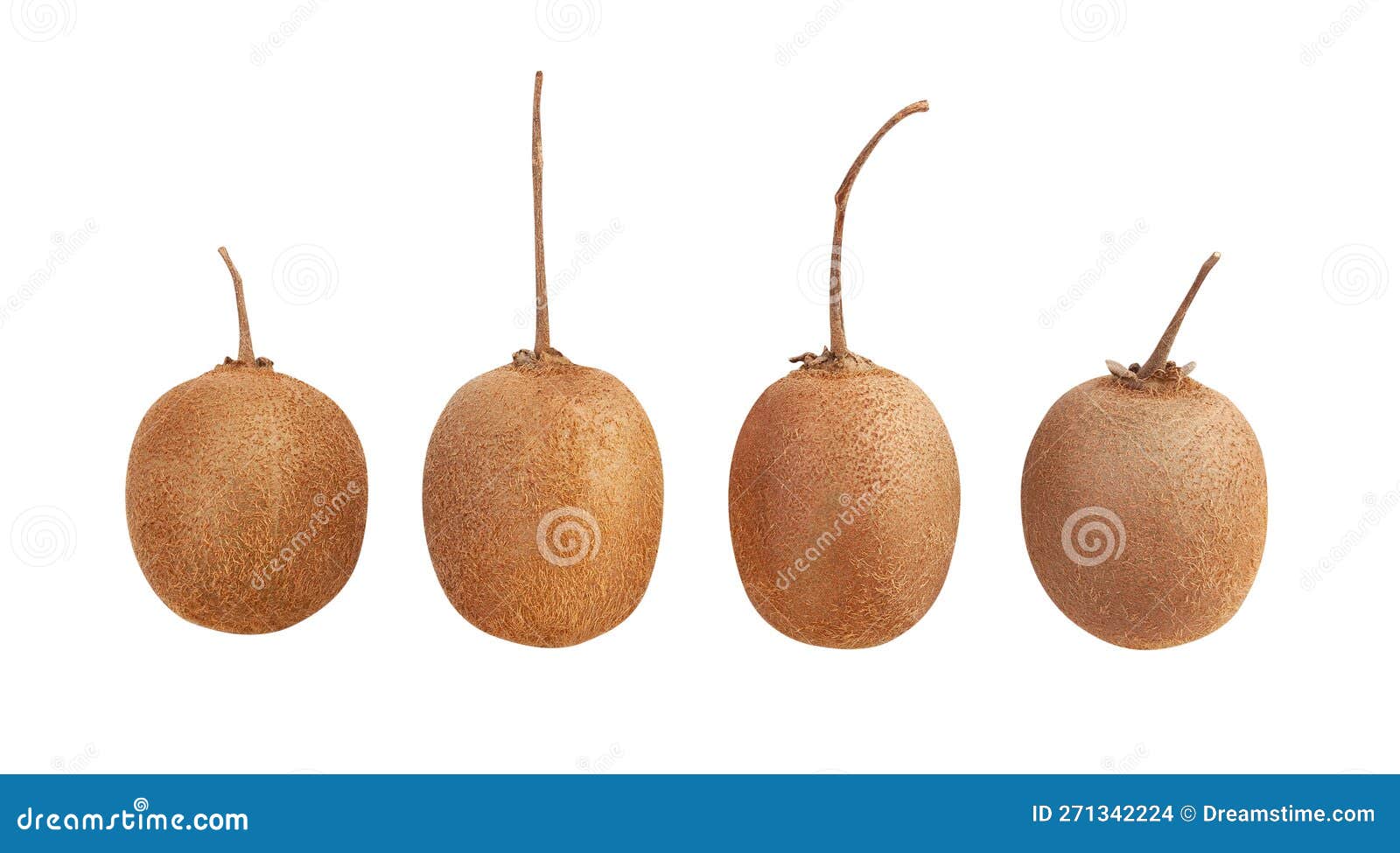 Kiwi path isolated stock photo. Image of tropical, antioxidant - 271342224