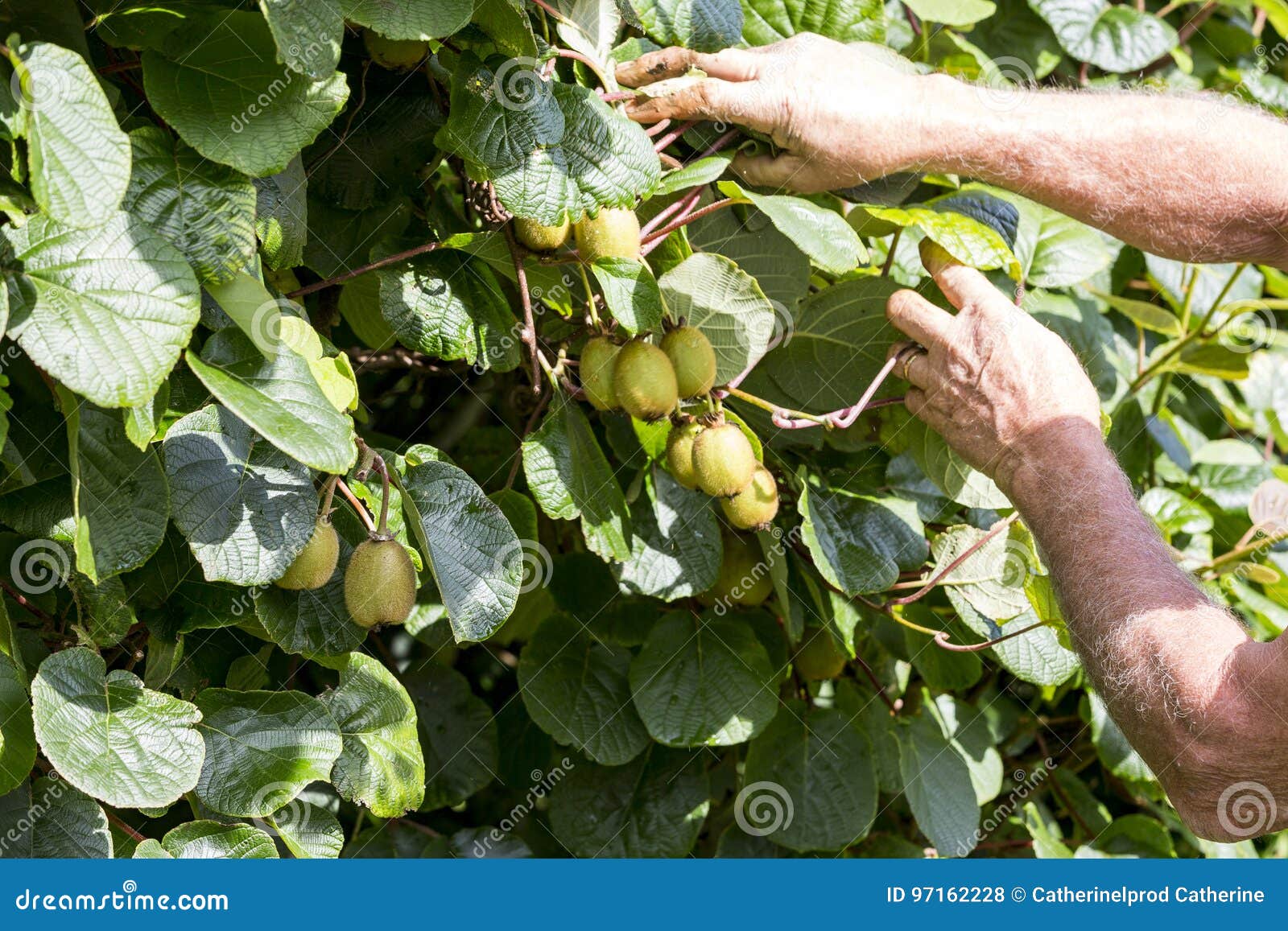 Kiwi picking season stock photo. Image of hand, group - 97162228