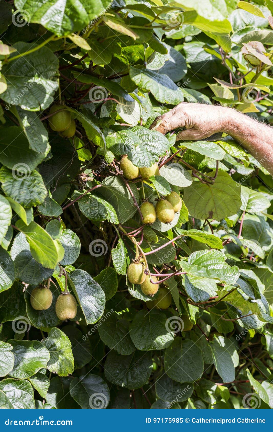 Kiwi Picking Season Stock Photos - Free & Royalty-Free Stock Photos ...