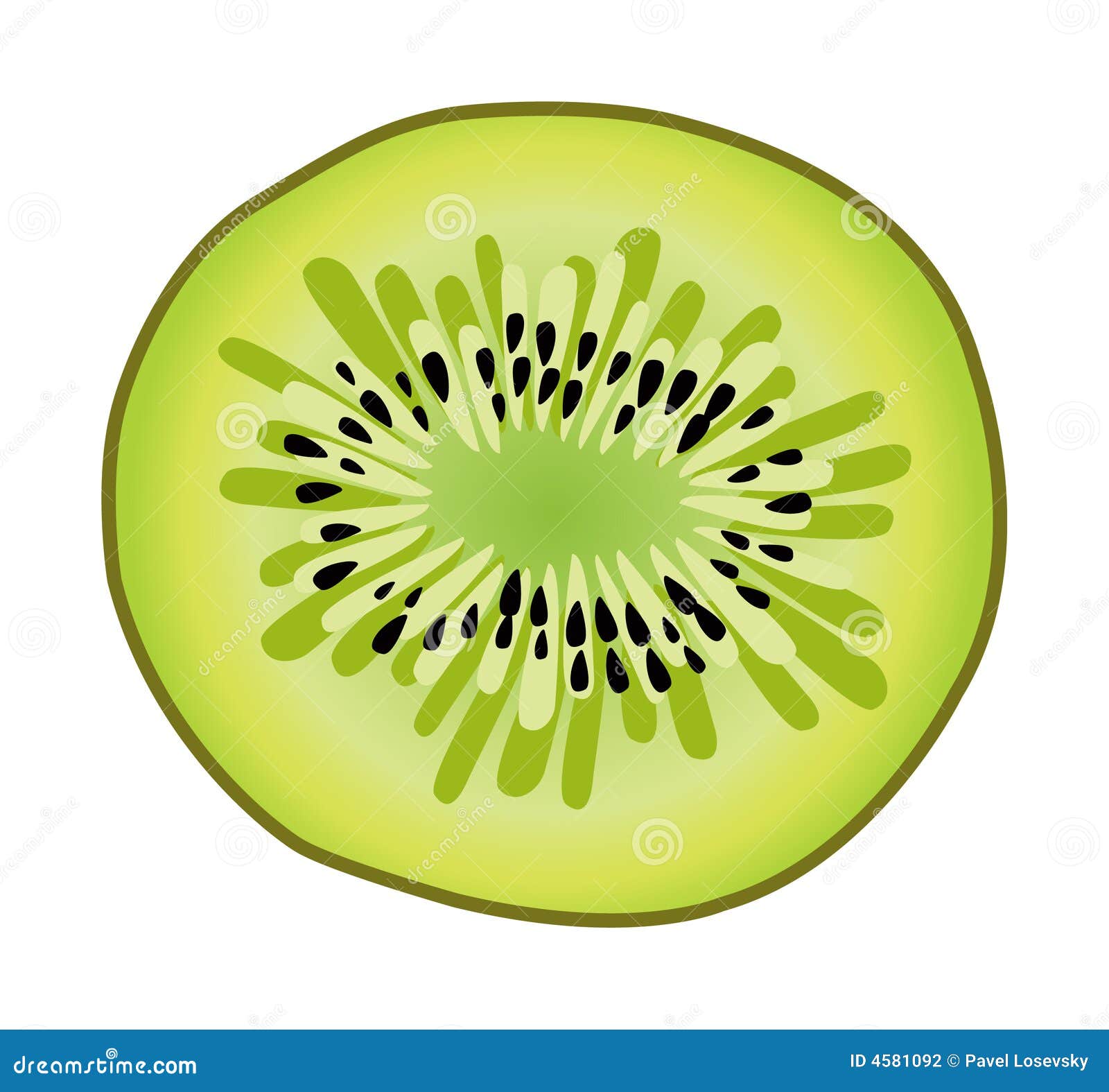 Kiwi slice vector stock vector. Illustration of fresh - 4581092