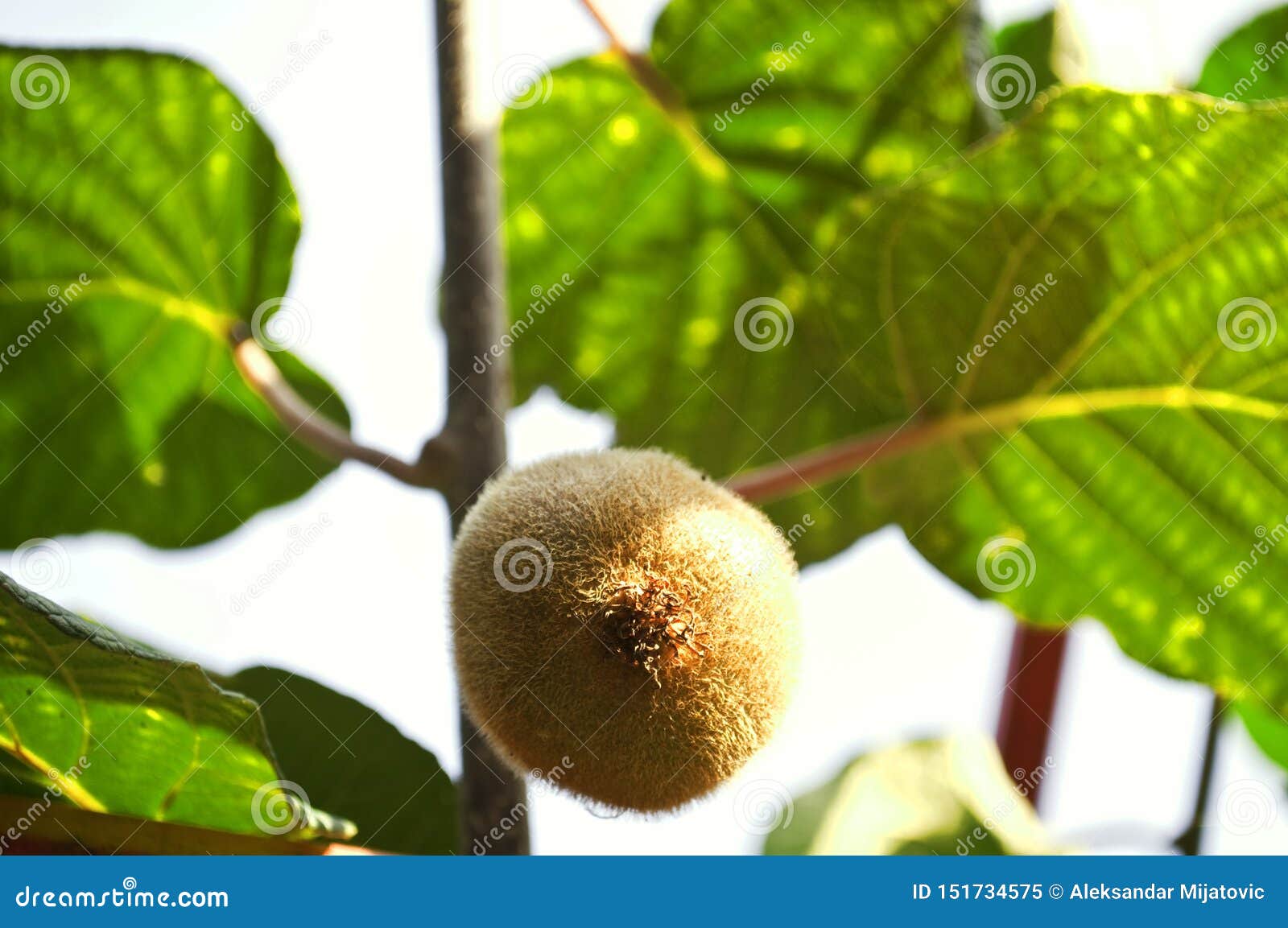 Kiwi on a tree stock image. Image of agronomy, plant - 151734575