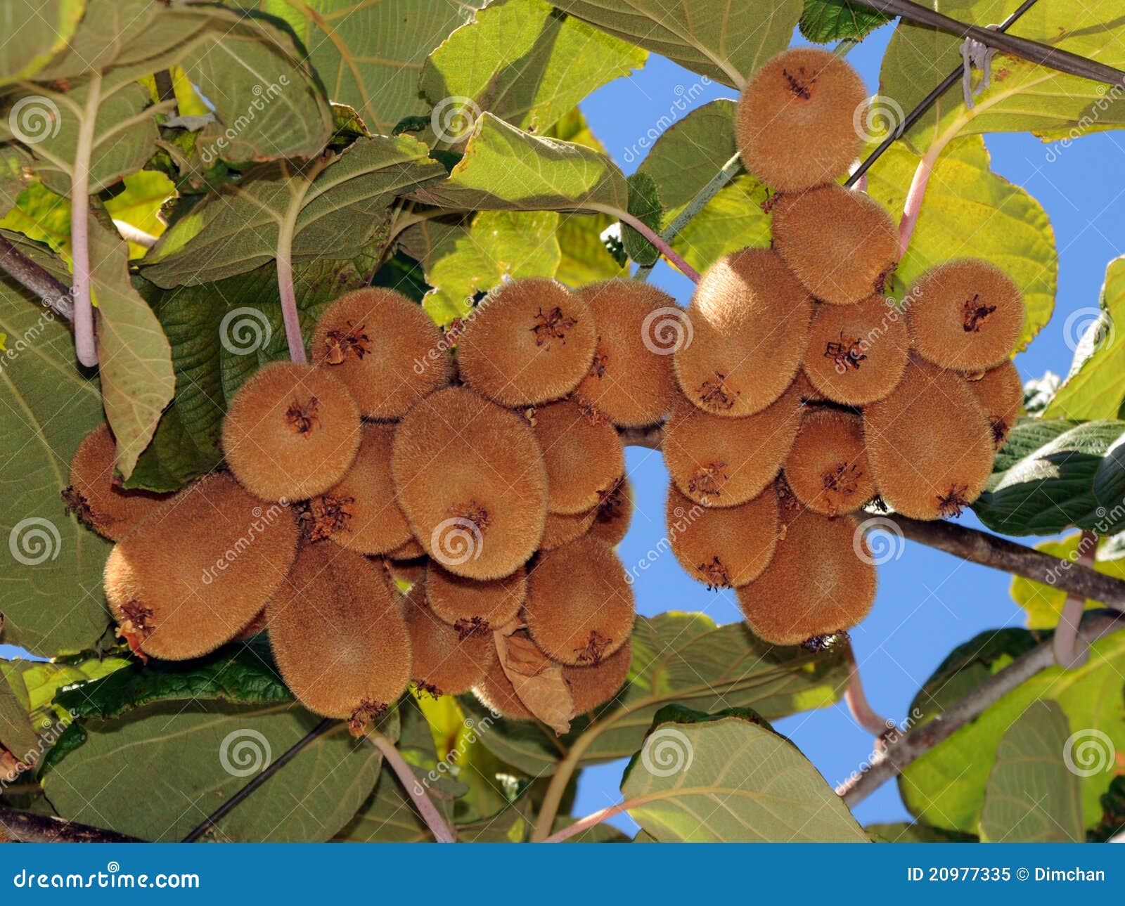 Kiwi on a tree stock image. Image of garden, fresh, freshness - 20977335