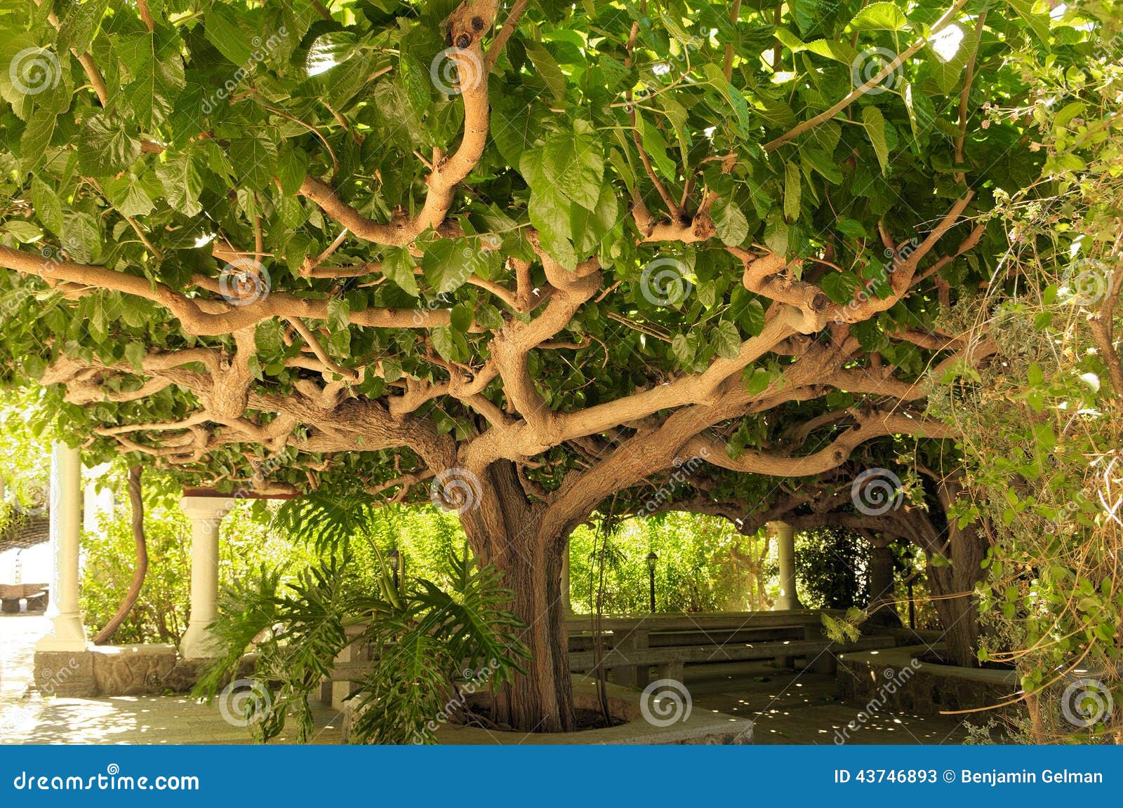 Kiwi Tree imagem de stock. Imagem de agricultura, arbusto - 43746893