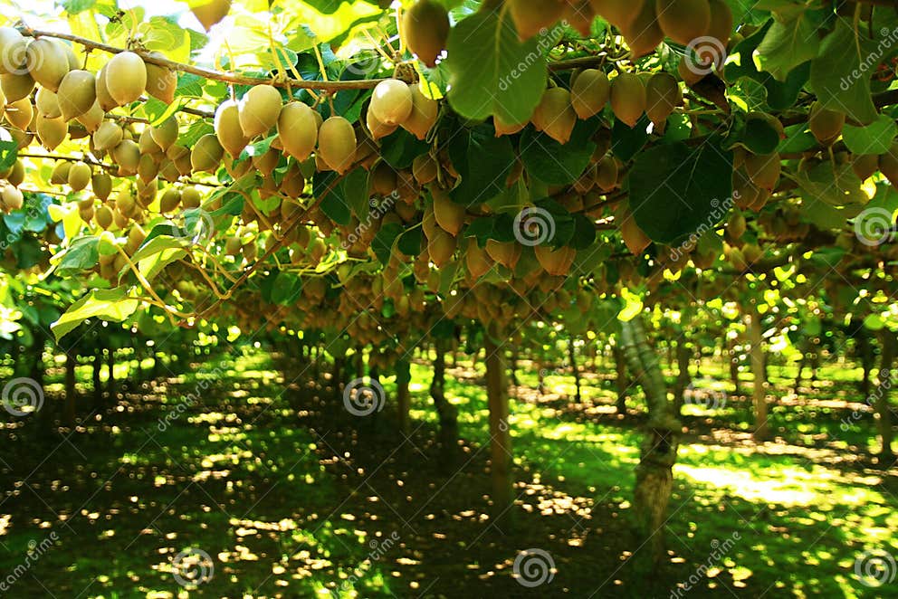 Kiwi tree stock photo. Image of fruit, fruits, green, freshest - 9165650