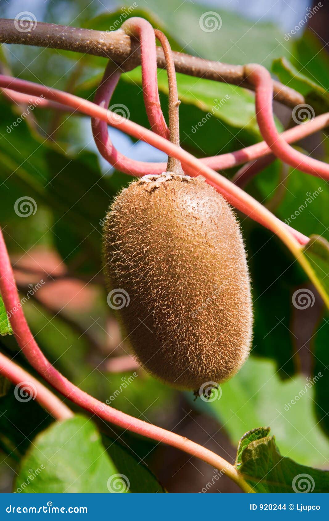 Kiwi on a tree stock photo. Image of growing, agriculture - 920244