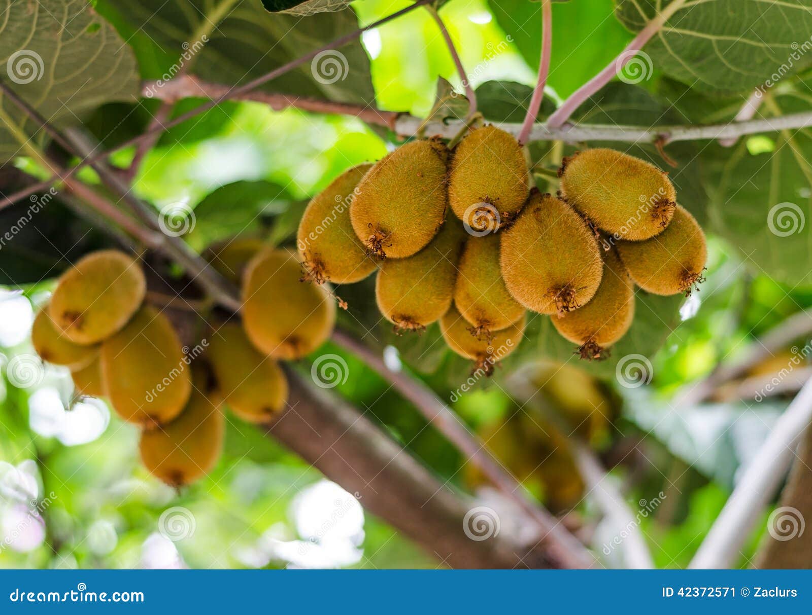 Kiwi Tree stock image. Image of leaf, fuzz, group, orchard - 42372571