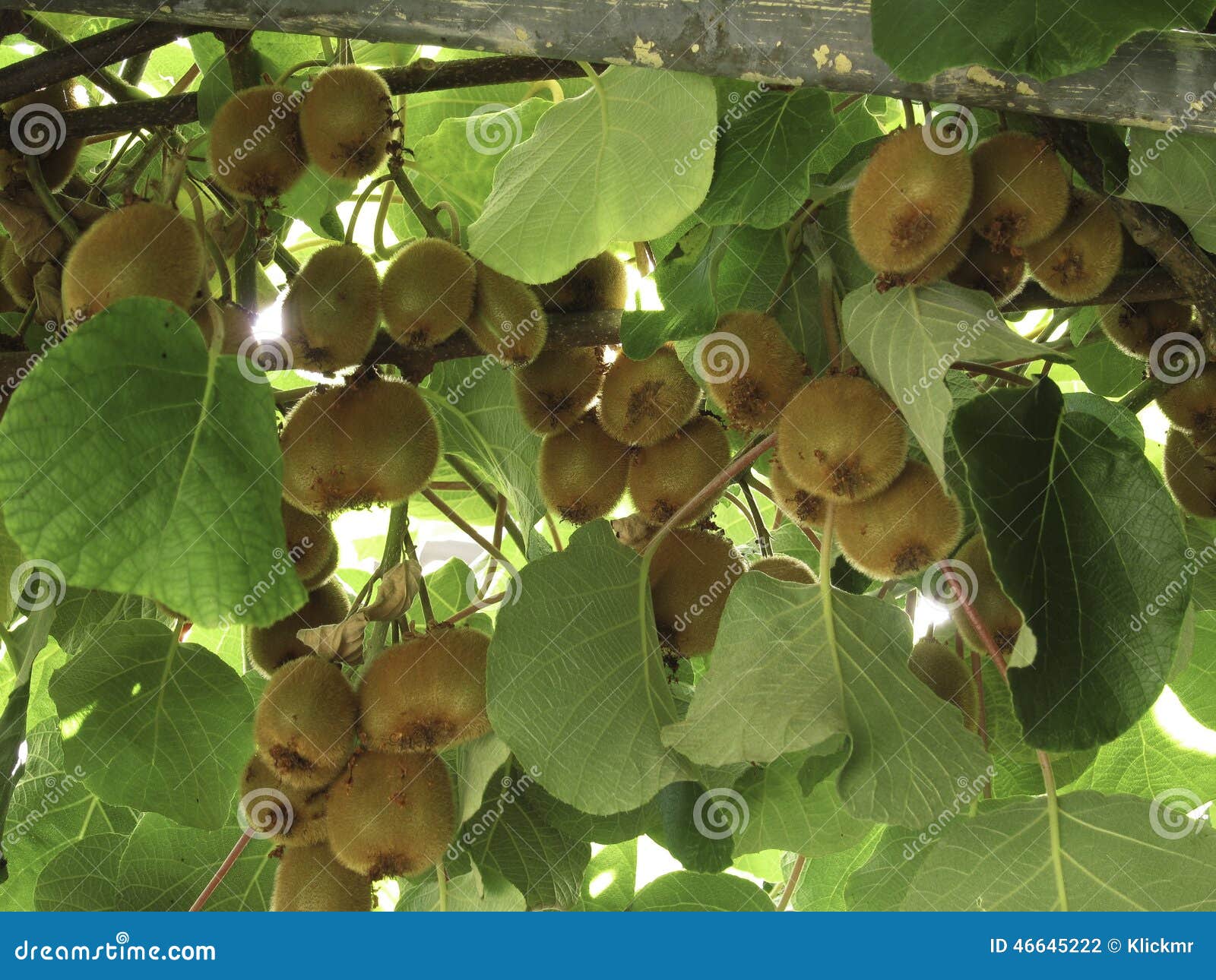 Kiwi Tree Filled with Crop of Kiwi Stock Photo - Image of food ...