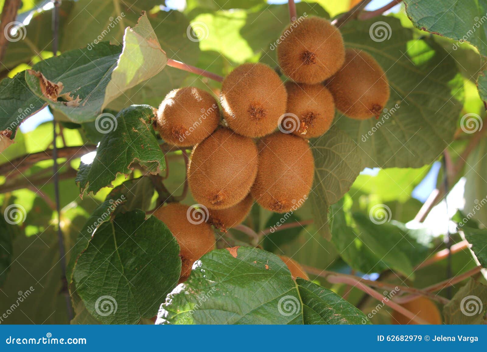 Kiwi tree stock image. Image of tropical, ripe, kiwi - 62682979
