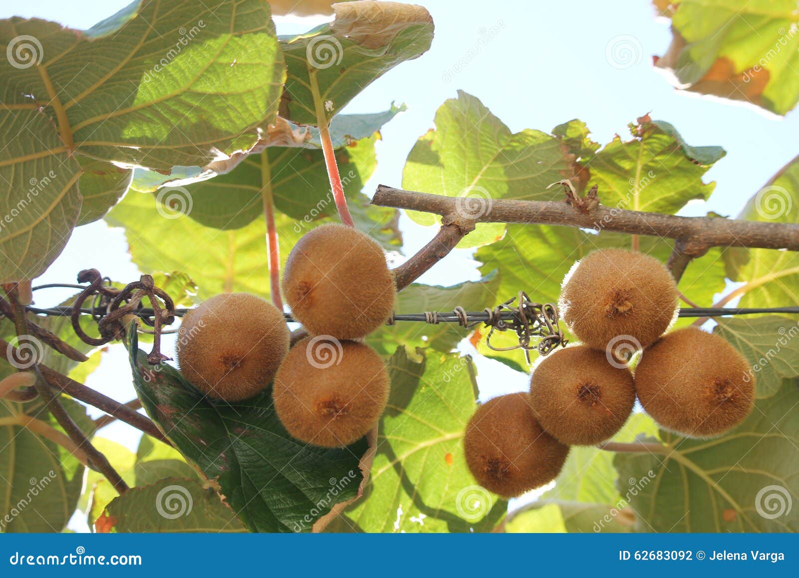 Kiwi tree stock photo. Image of tropical, growth, organic - 62683092