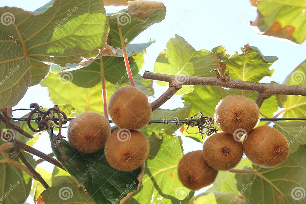 Kiwi tree stock photo. Image of tropical, growth, organic - 62683092