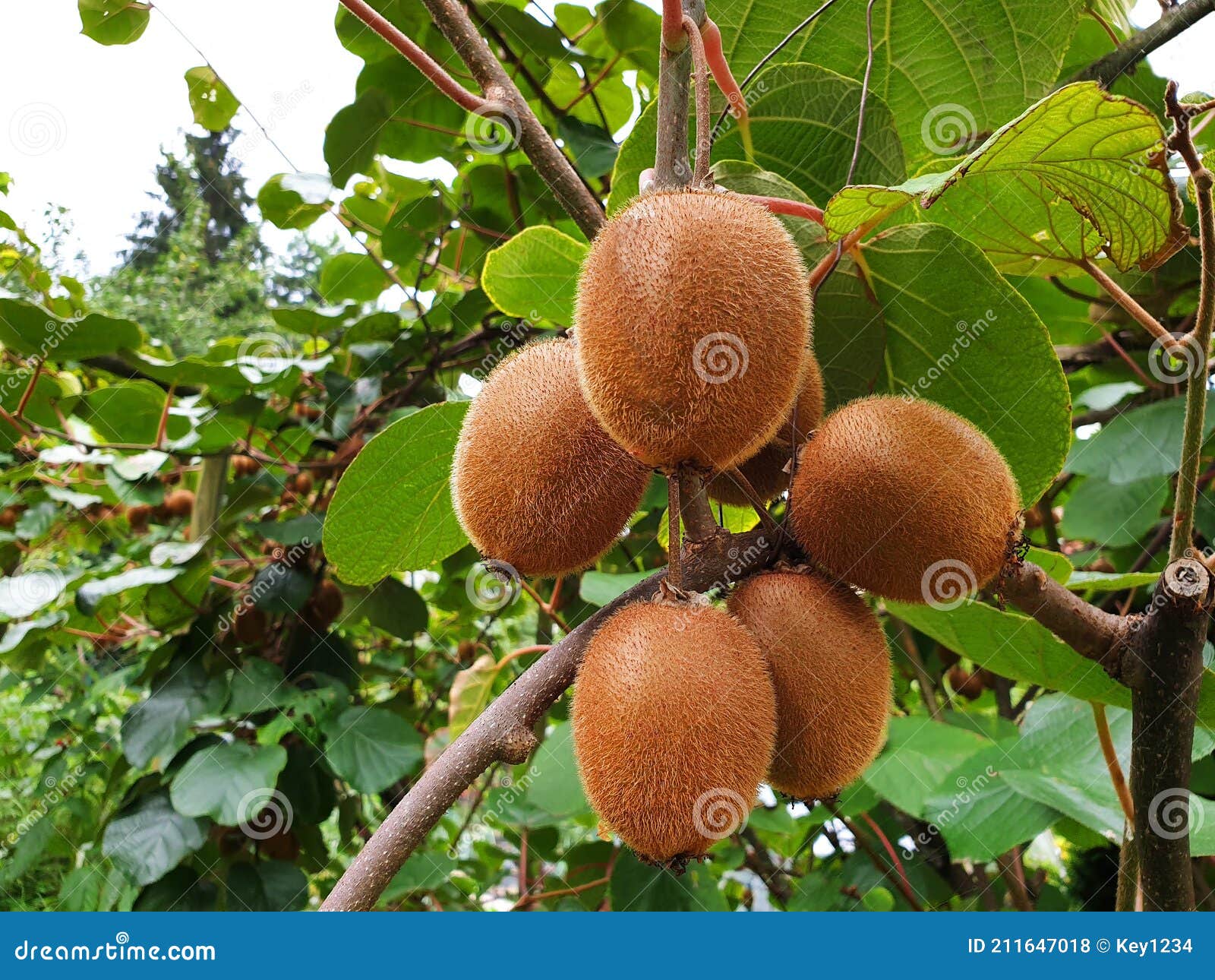 The Kiwi Tree Grows in the Garden Stock Photo - Image of texture, grows ...