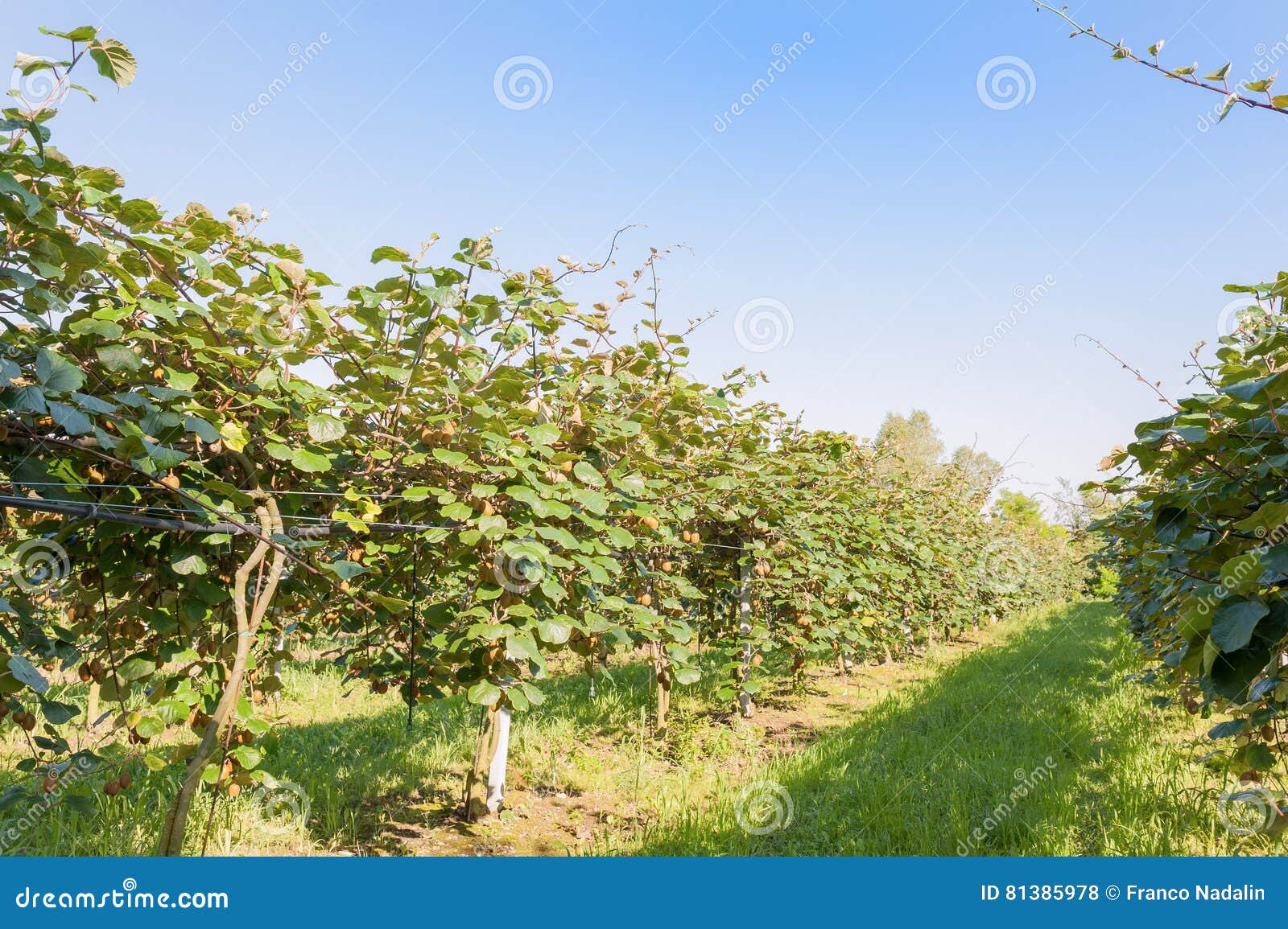 Kiwi tree stock photo. Image of hanging, food, branches - 81385978