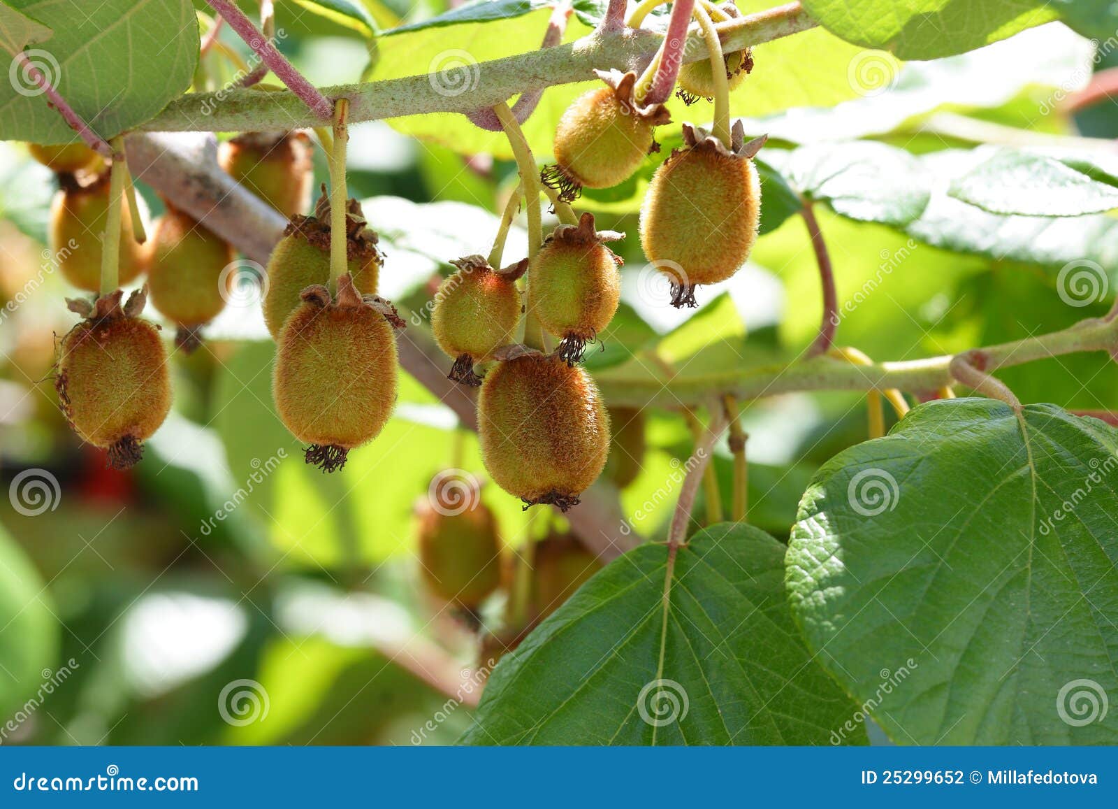 Kiwifrucht - Wachstum stockfoto. Bild von gesund, baum - 25299652