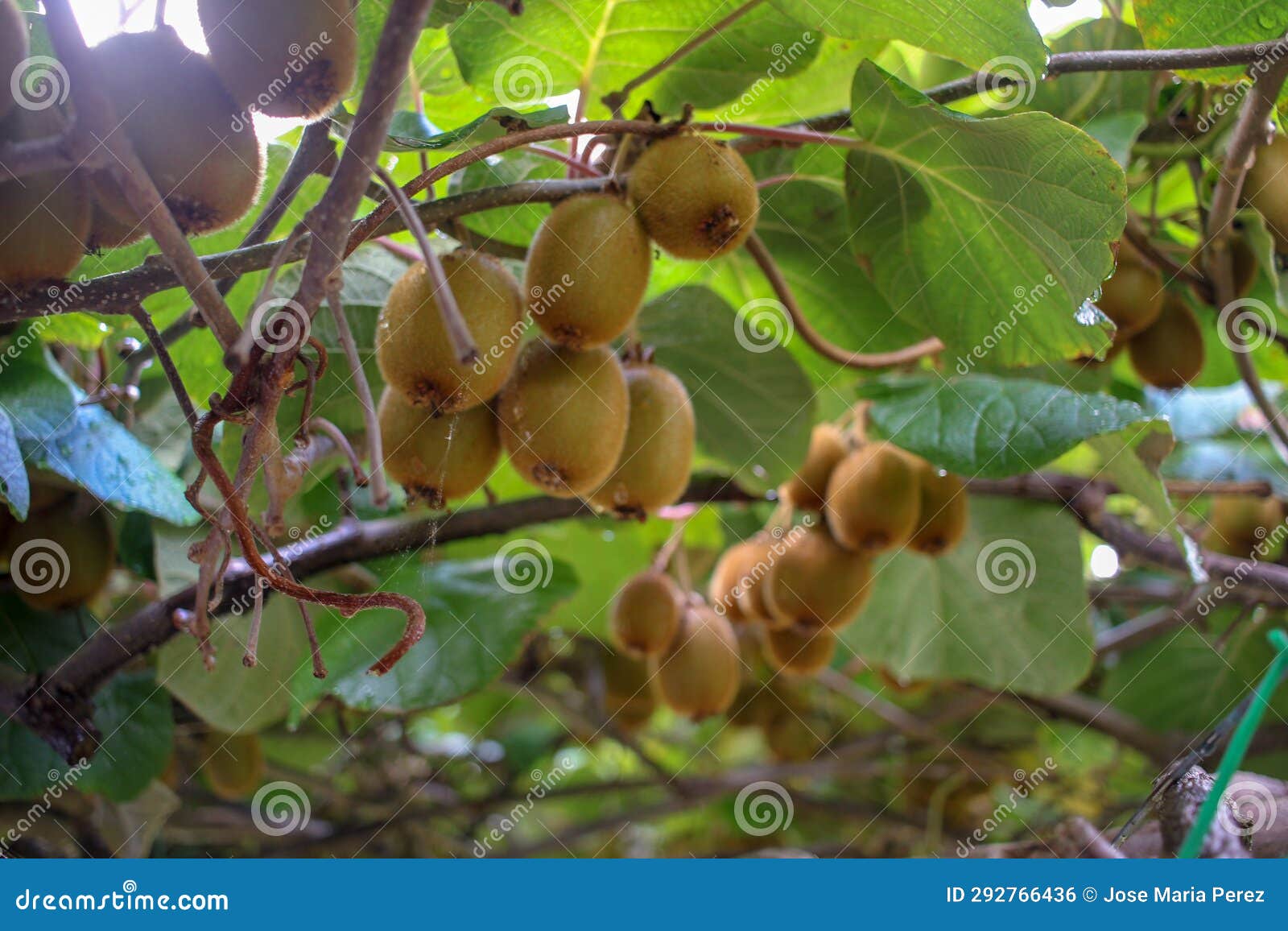 Kiwis in a kiwi tree stock photo. Image of fresh, food - 292766436