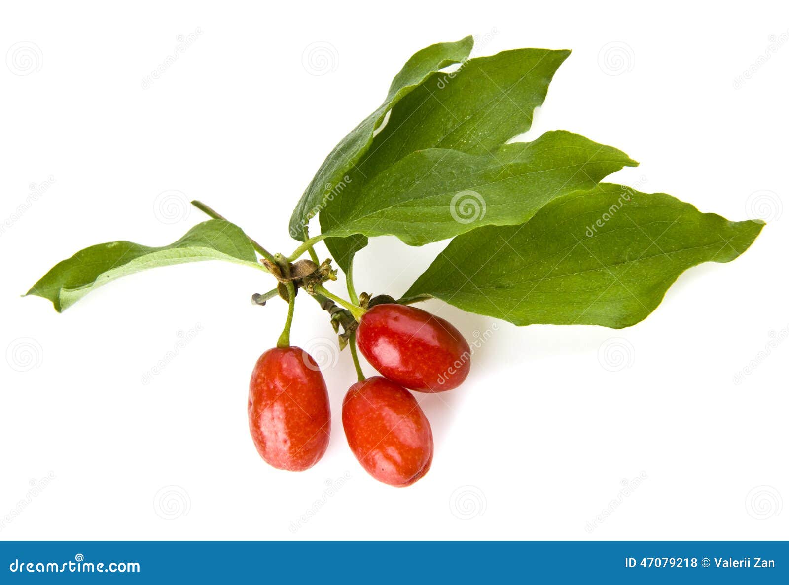 Kizil stock photo. Image of vitamin, natural, ingredient - 47079218