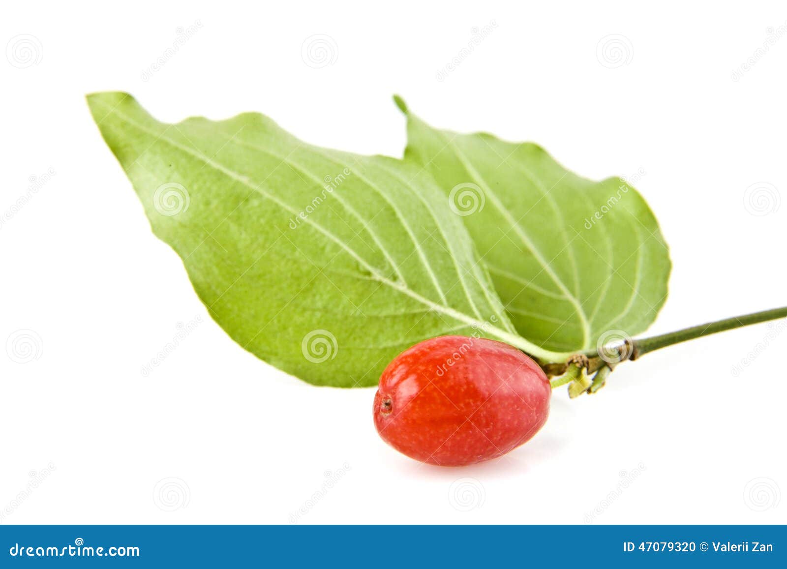 Kizil stock photo. Image of nutrient, health, natural - 47079320