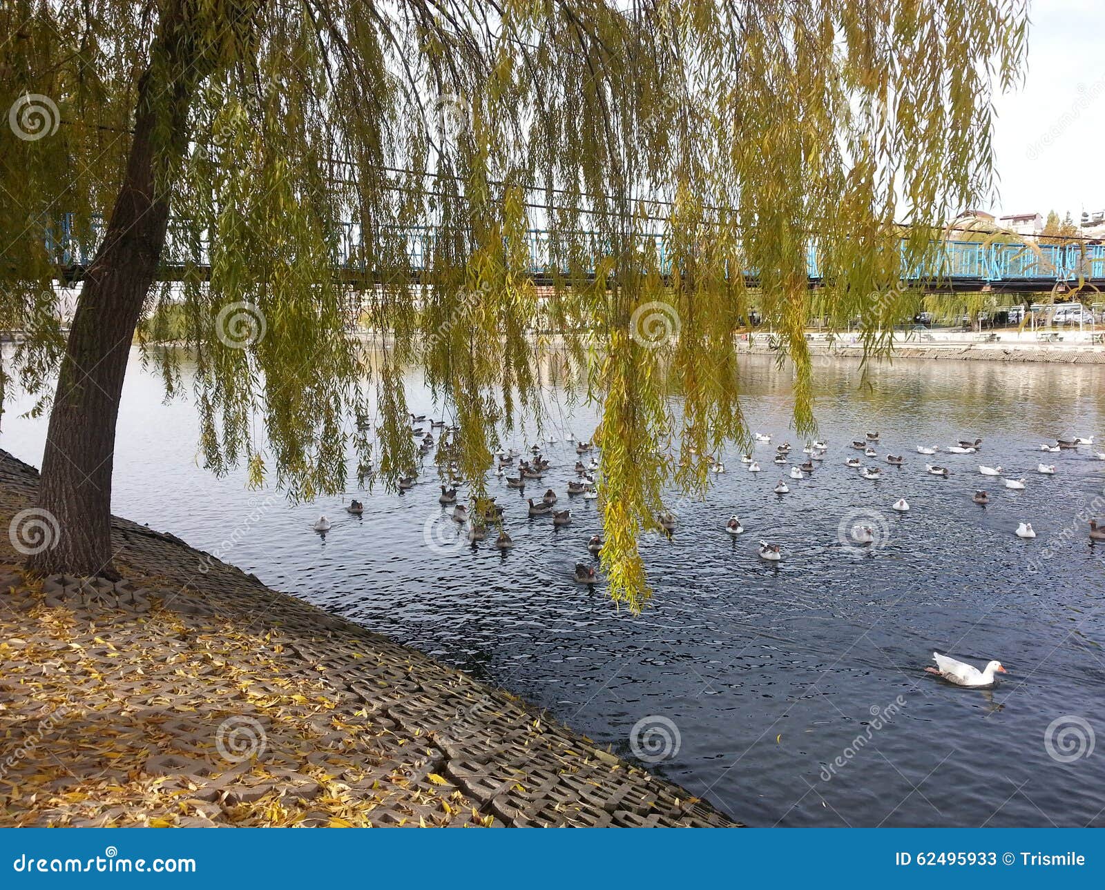 Kizilirmak river stock image. Image of bird, autumn, reflection - 62495933