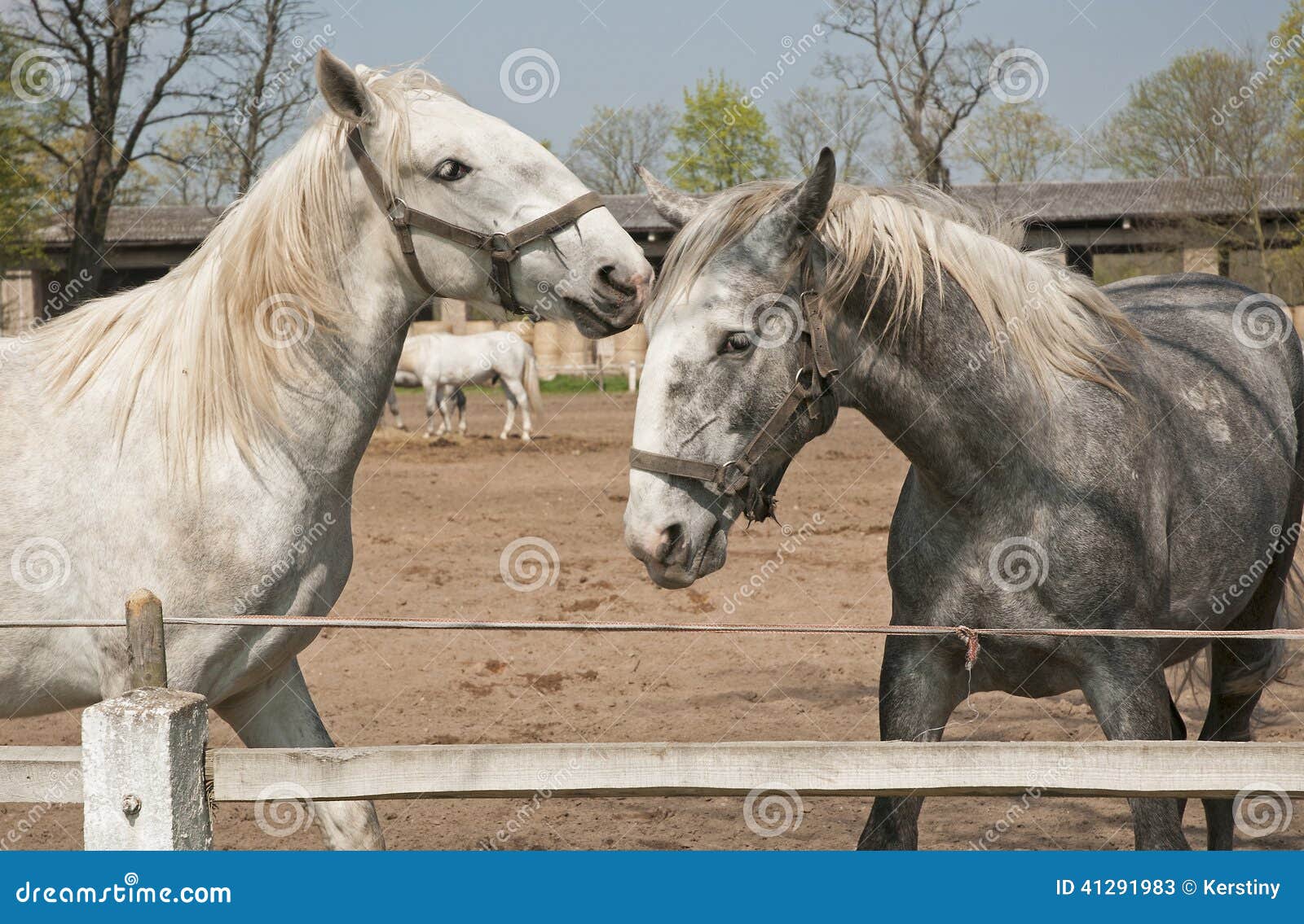 Kladruber stock image. Image of animal, national, noble - 41291983