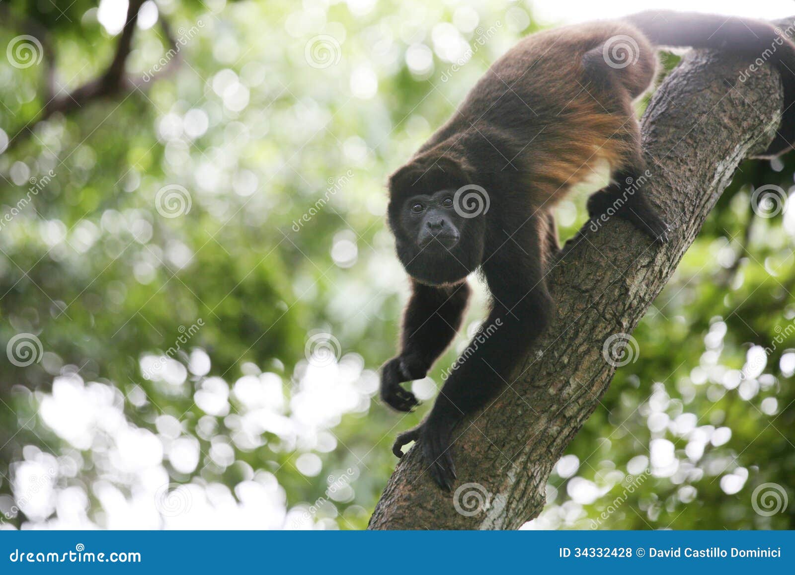 Klammeraffe stockfoto. Bild von blätter, tier, aktiv - 34332428