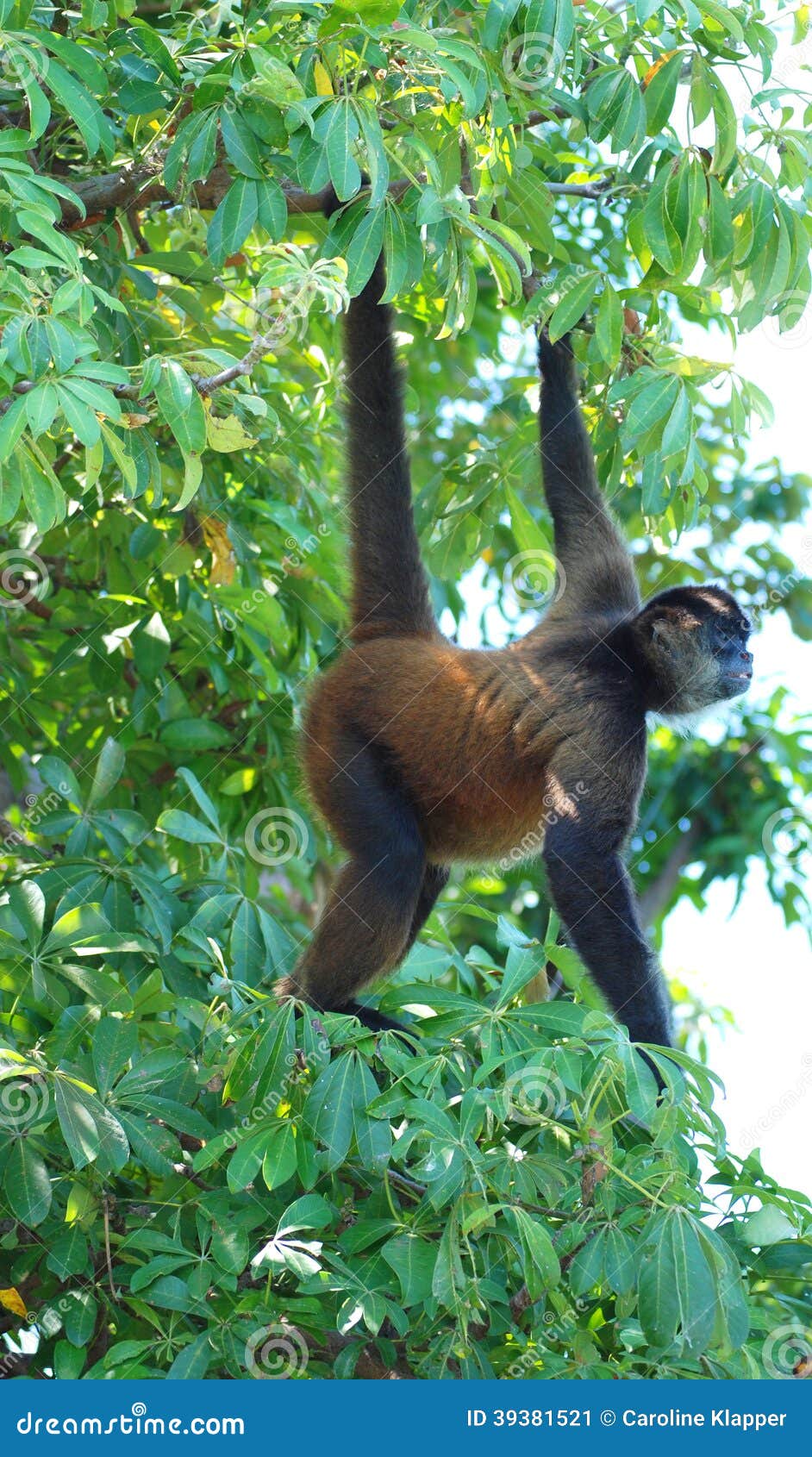 Klammeraffe stockbild. Bild von tier, zweig, blätter - 39381521