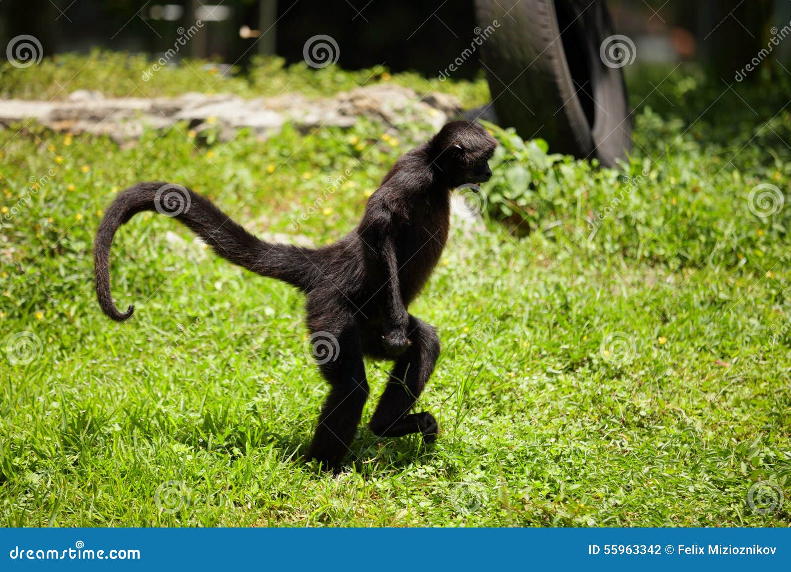 Klammeraffe stockfoto. Bild von grün, gras, fallhammer - 55963342