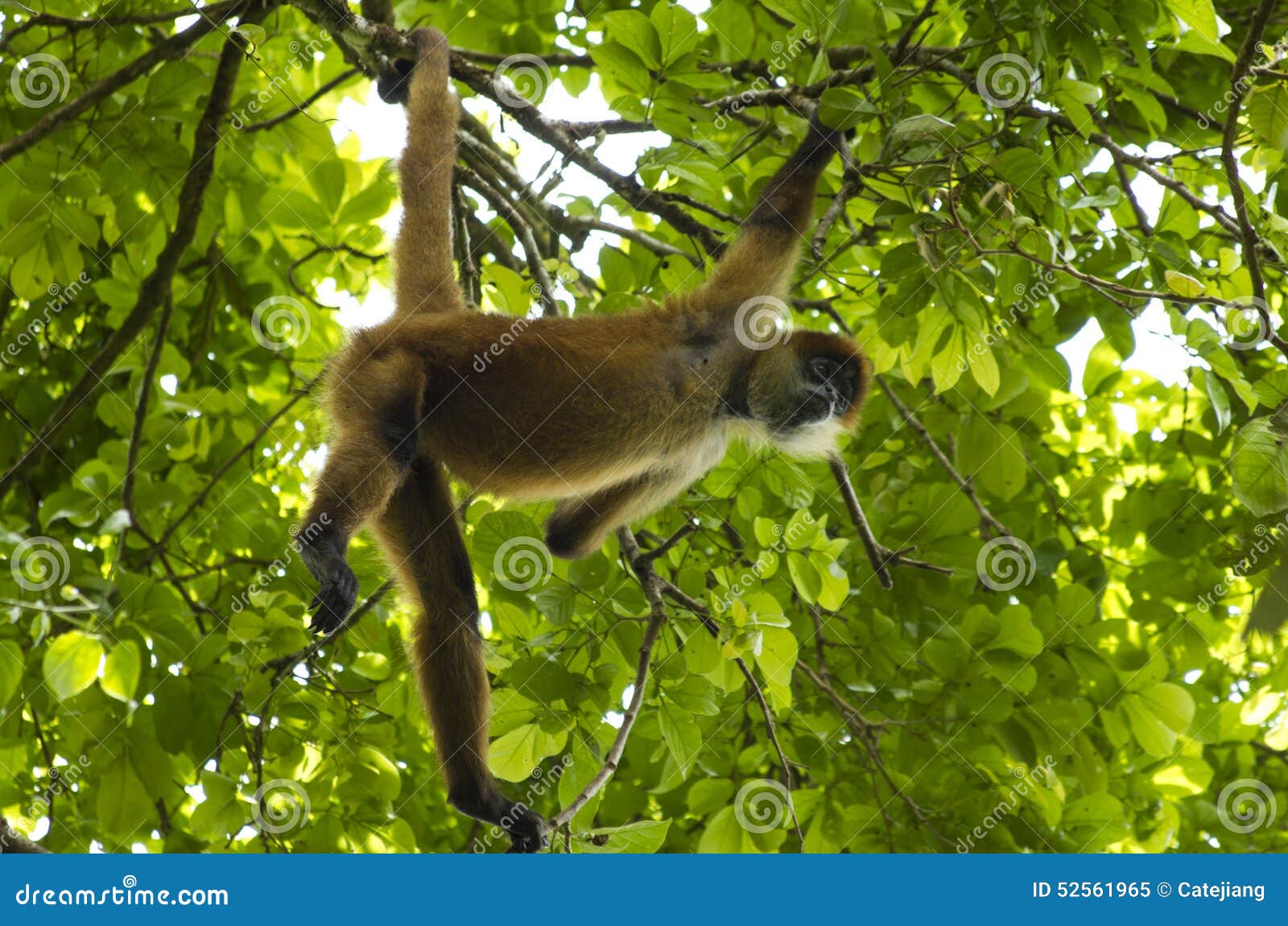 Klammeraffe Costa Rica stockbild. Bild von heck, treck - 52561965