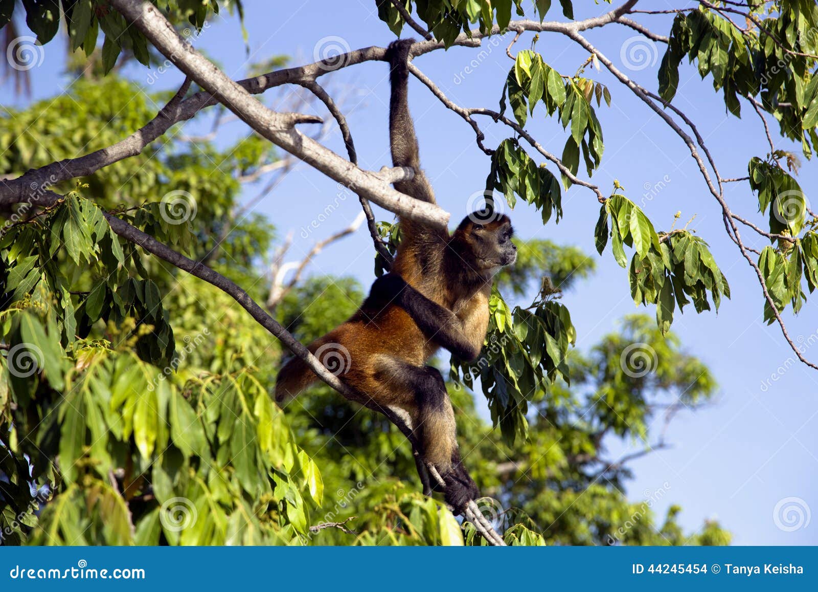 Klammeraffen Der Klasse Ateles Stockfoto - Bild von pelz, ausdruck ...