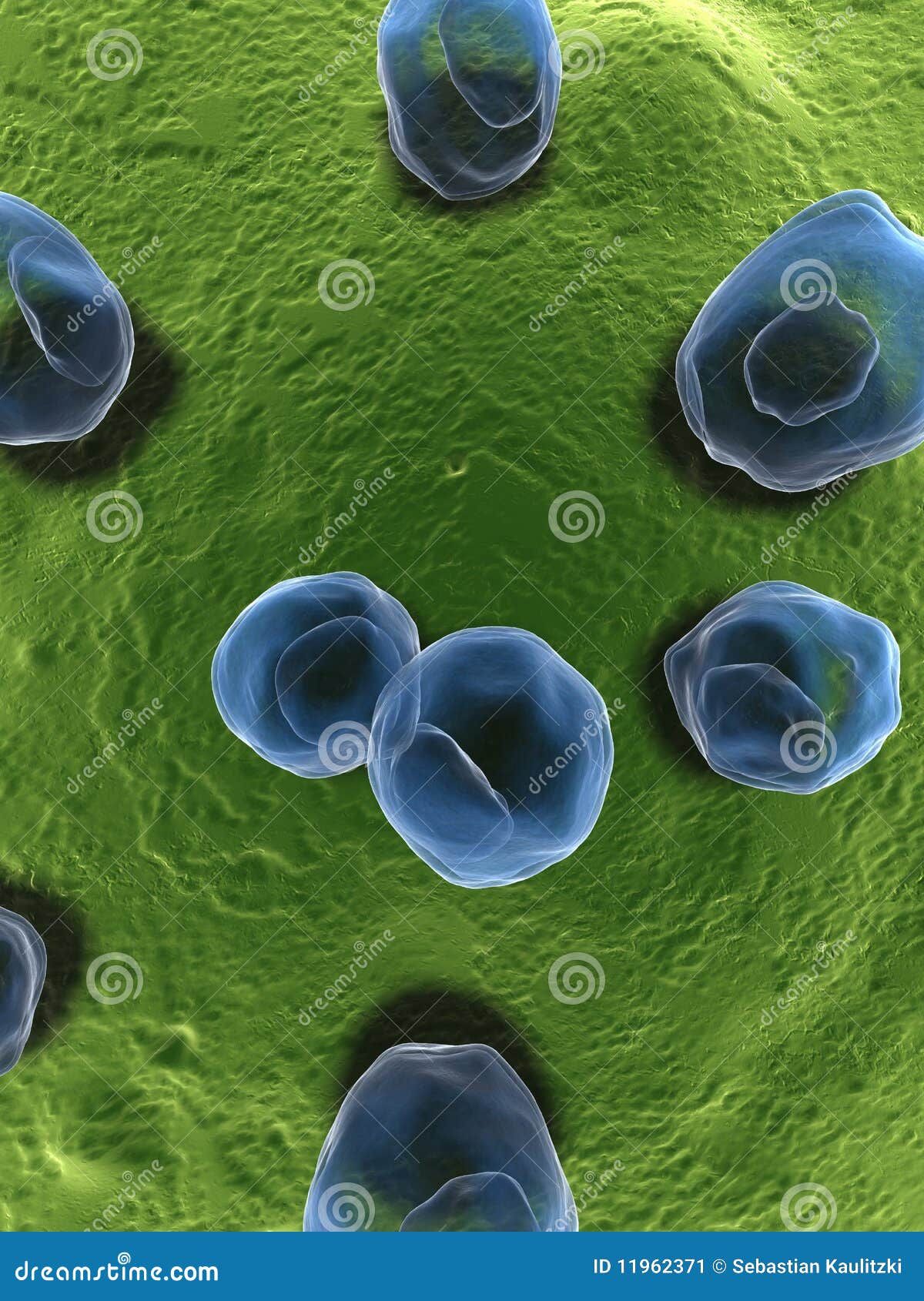 Chlamydiae Stock Illustrationer, Vektorer, & Clipart – (34 Stock ...