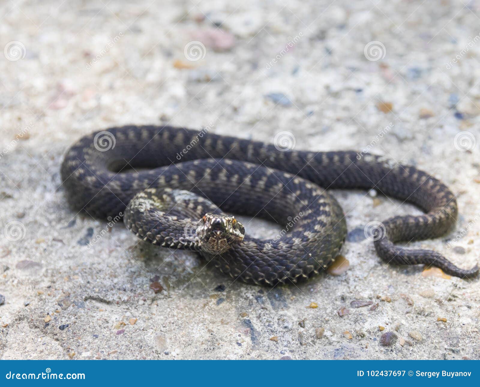 Klar huggorm fotografering för bildbyråer. Bild av härlig - 102437697