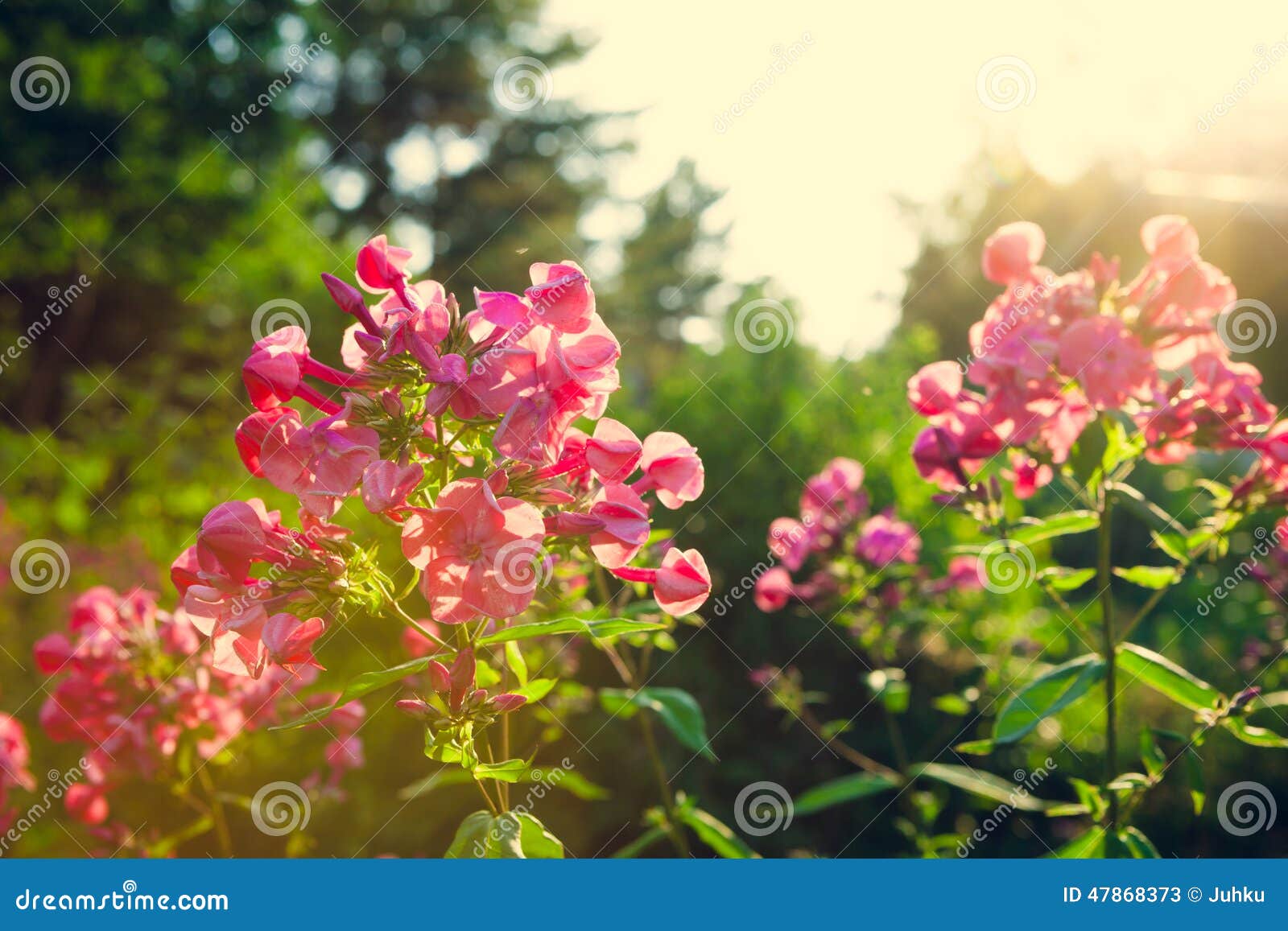 Klare Rosa Blumen am Garten Stockbild - Bild von draussen, wiese: 47868373