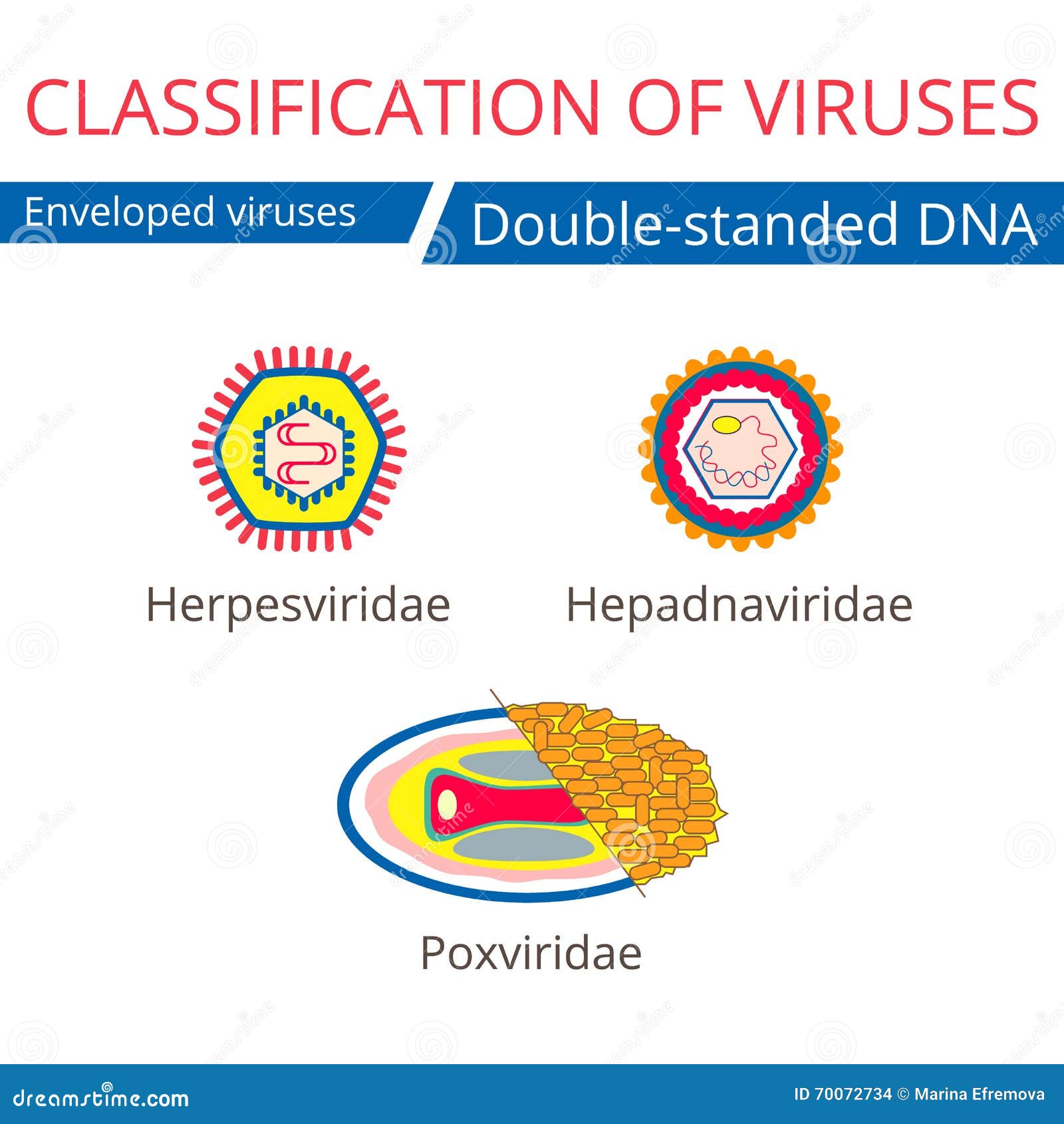 Klassifikation Av Virus Packade in Virus Vektor Illustrationer ...