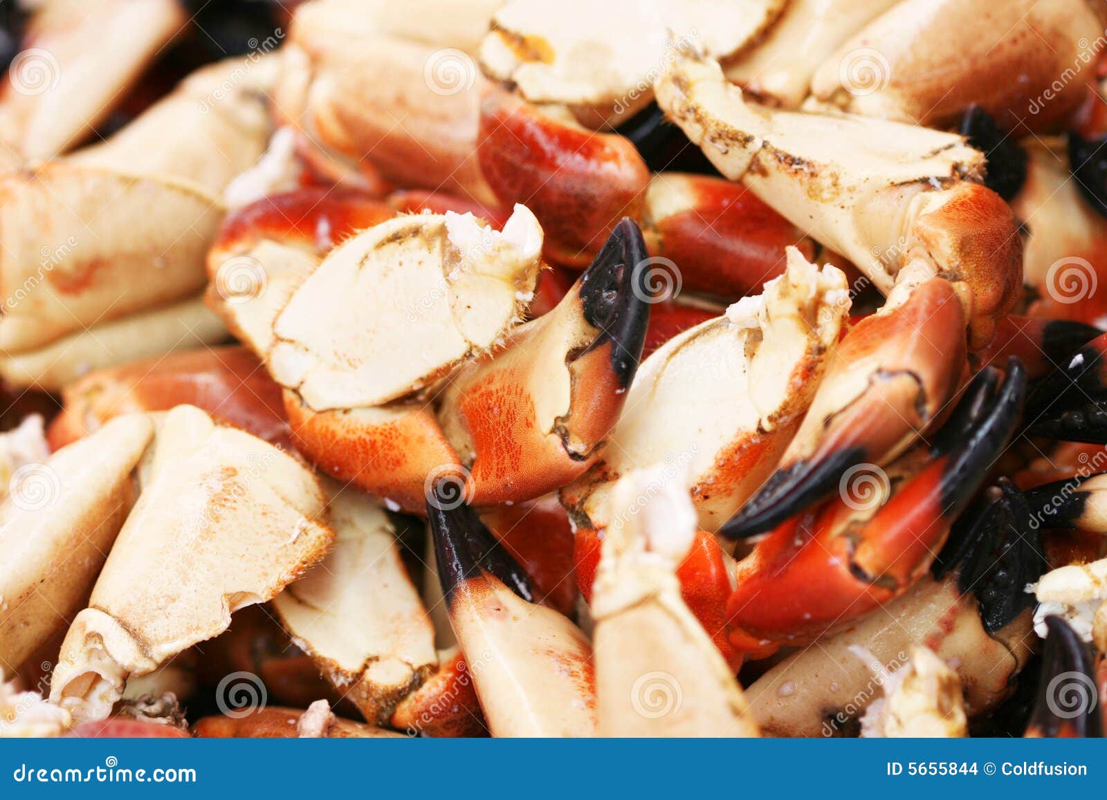 Klauwen van de krab stock foto. Image of markt, dier, zeekreeft - 5655844