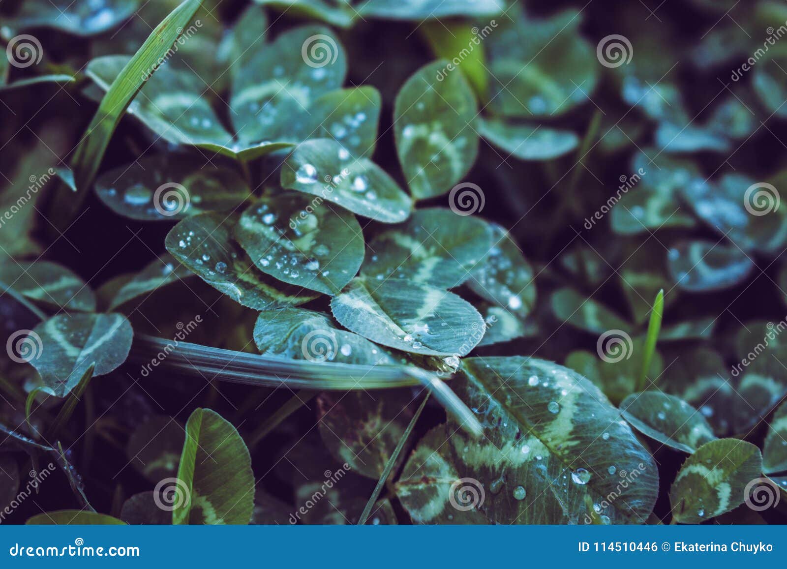 Klaver stock foto. Image of daling, vers, openlucht - 114510446