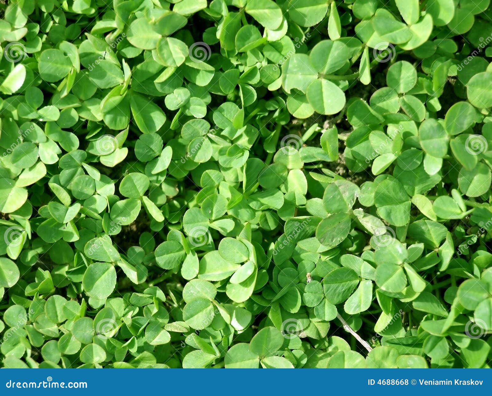 Klaver Picture. Image: 4688668