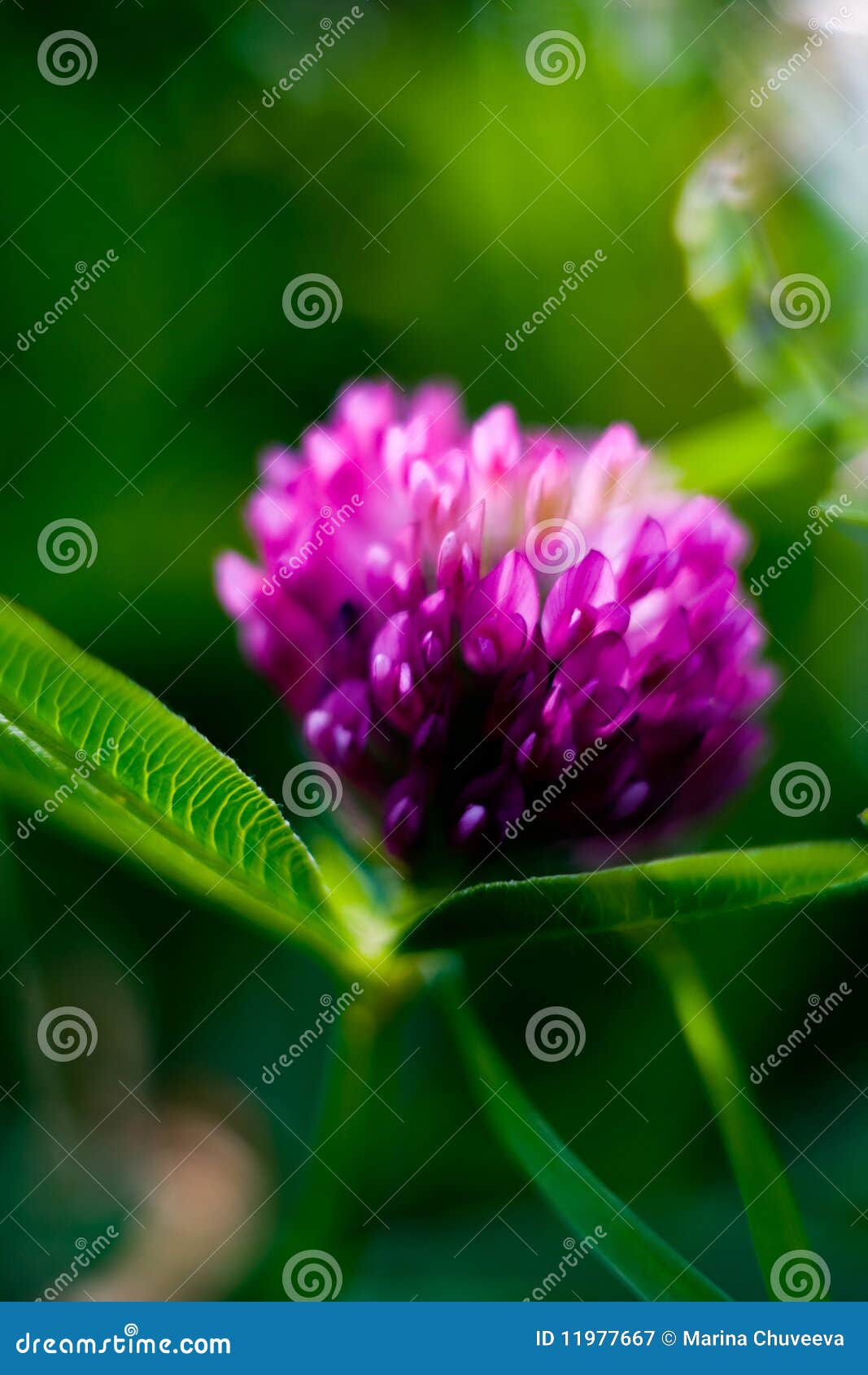 Klee stockbild. Bild von hell, rosa, sommer, nave, blume - 11977667