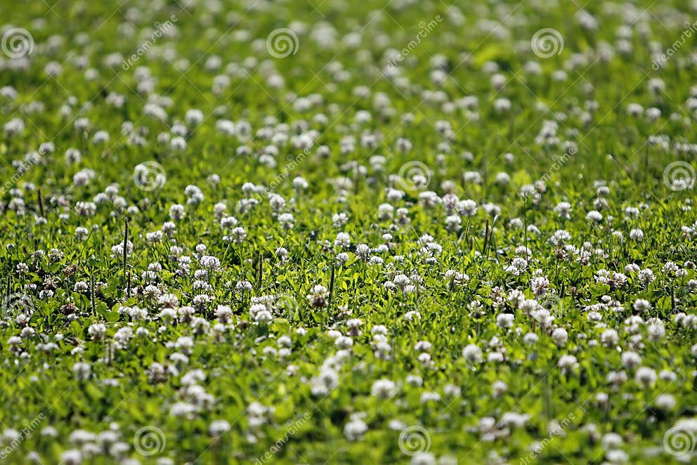 Klee-Feld stockbild. Bild von pflanzen, wiese, getreide - 5757463