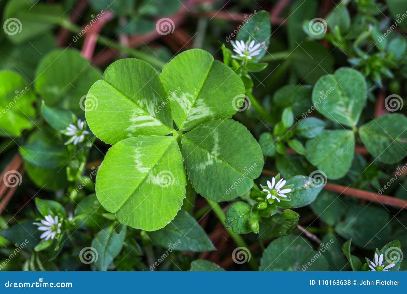 Klee 4-leaf Und Weiße Blumen Stockfoto - Bild von feiertag, klee: 110163638