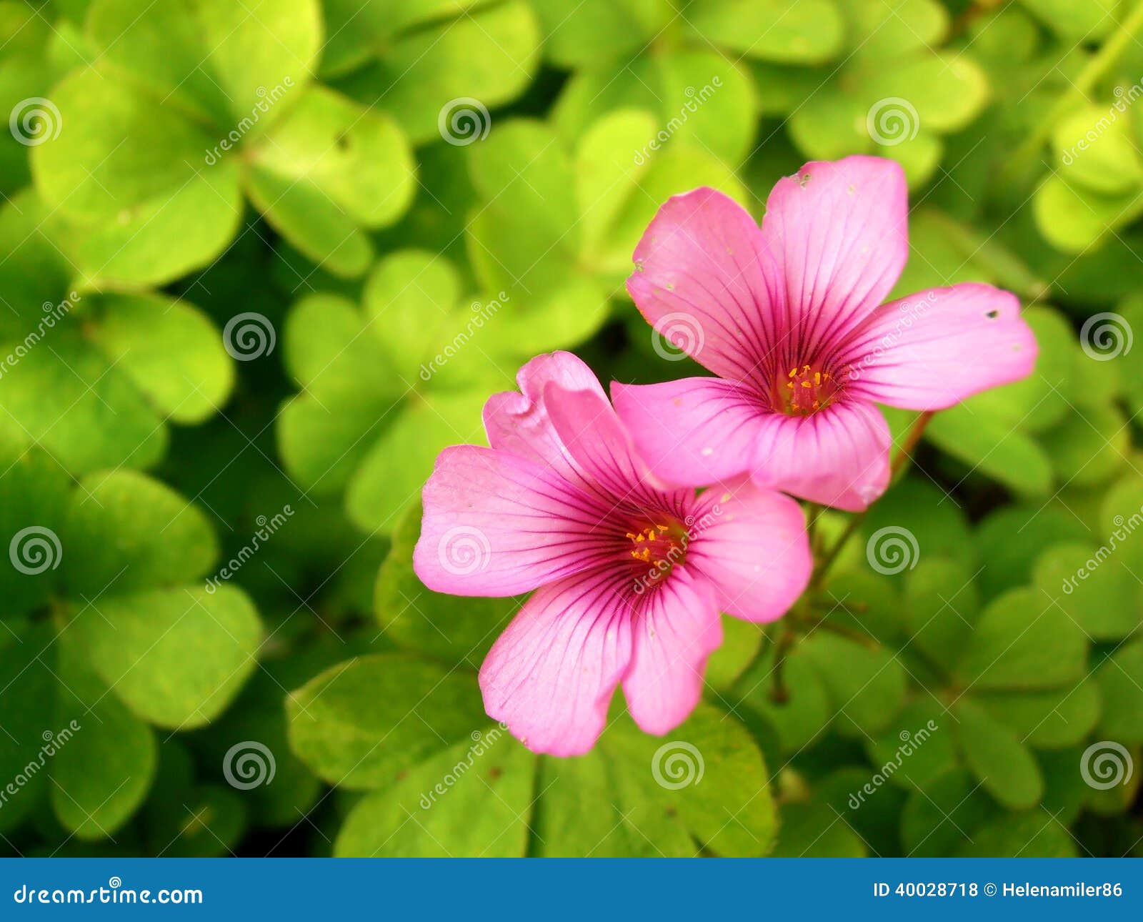 Klee und rosa Blumen stockfoto. Bild von duftstoff, glück - 40028718