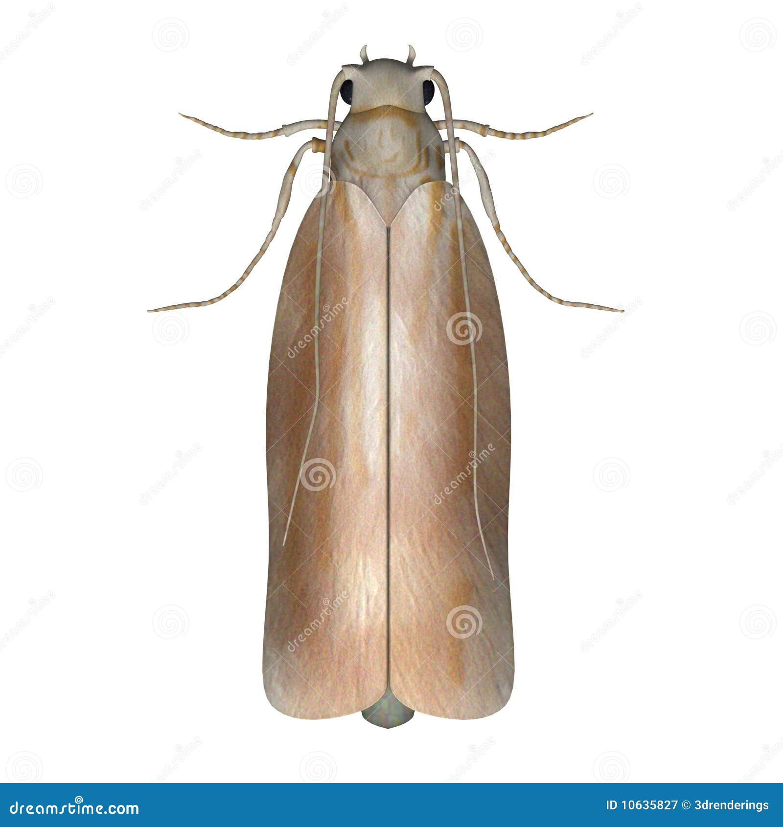 Kleermot stock illustratie. Illustration of kleren, parasiet - 10635827