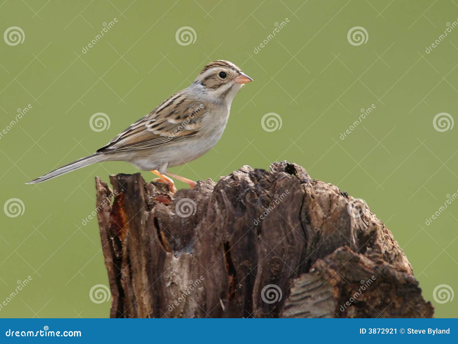 Klei-gekleurde Mus stock afbeelding. Image of dier, vogels - 3872921