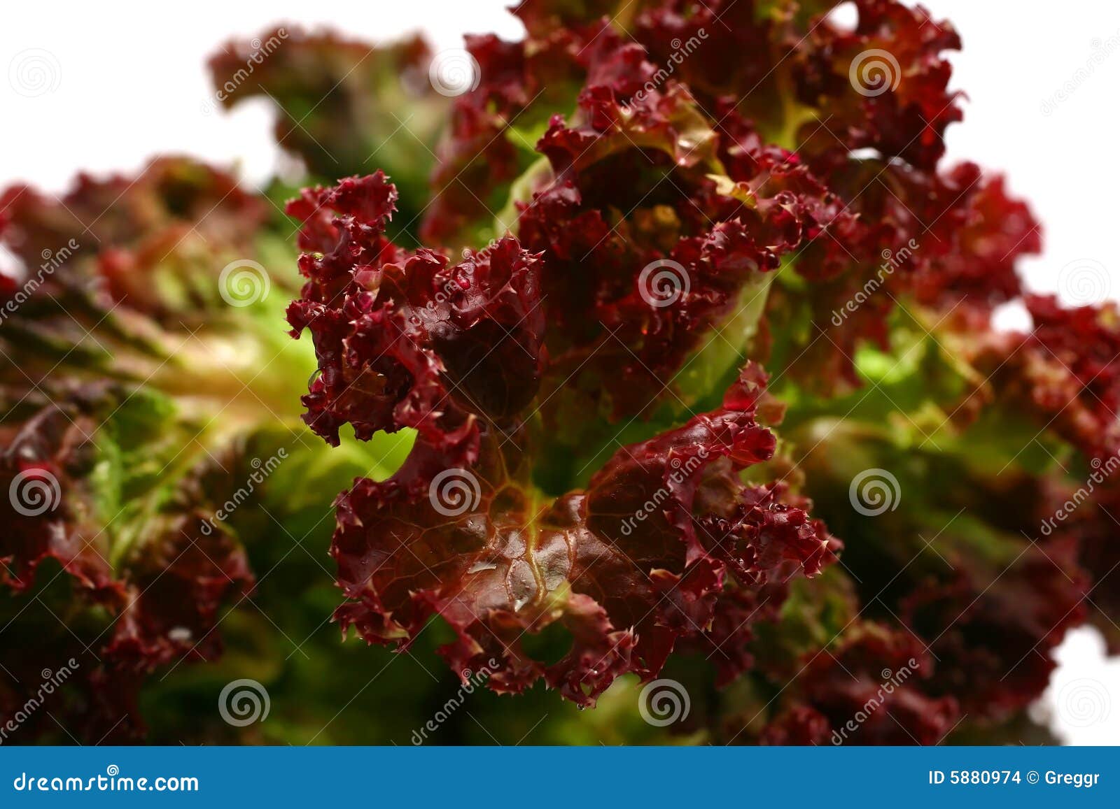 Klein blad van rode sla stock foto. Image of voorgerecht - 5880974